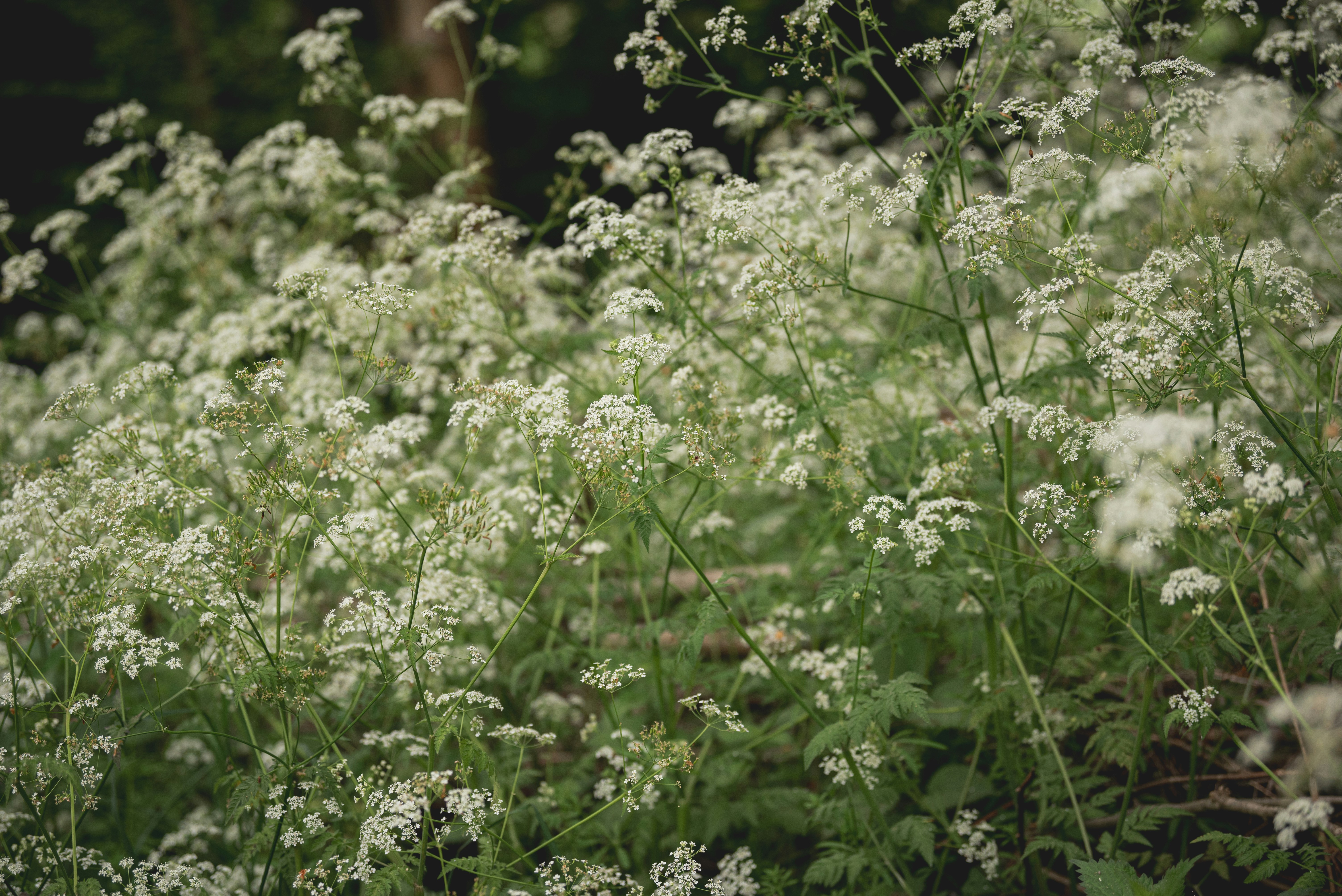 Gentle Field of Queen Anne’s Lace: Soft White Blossoms in Morning Light