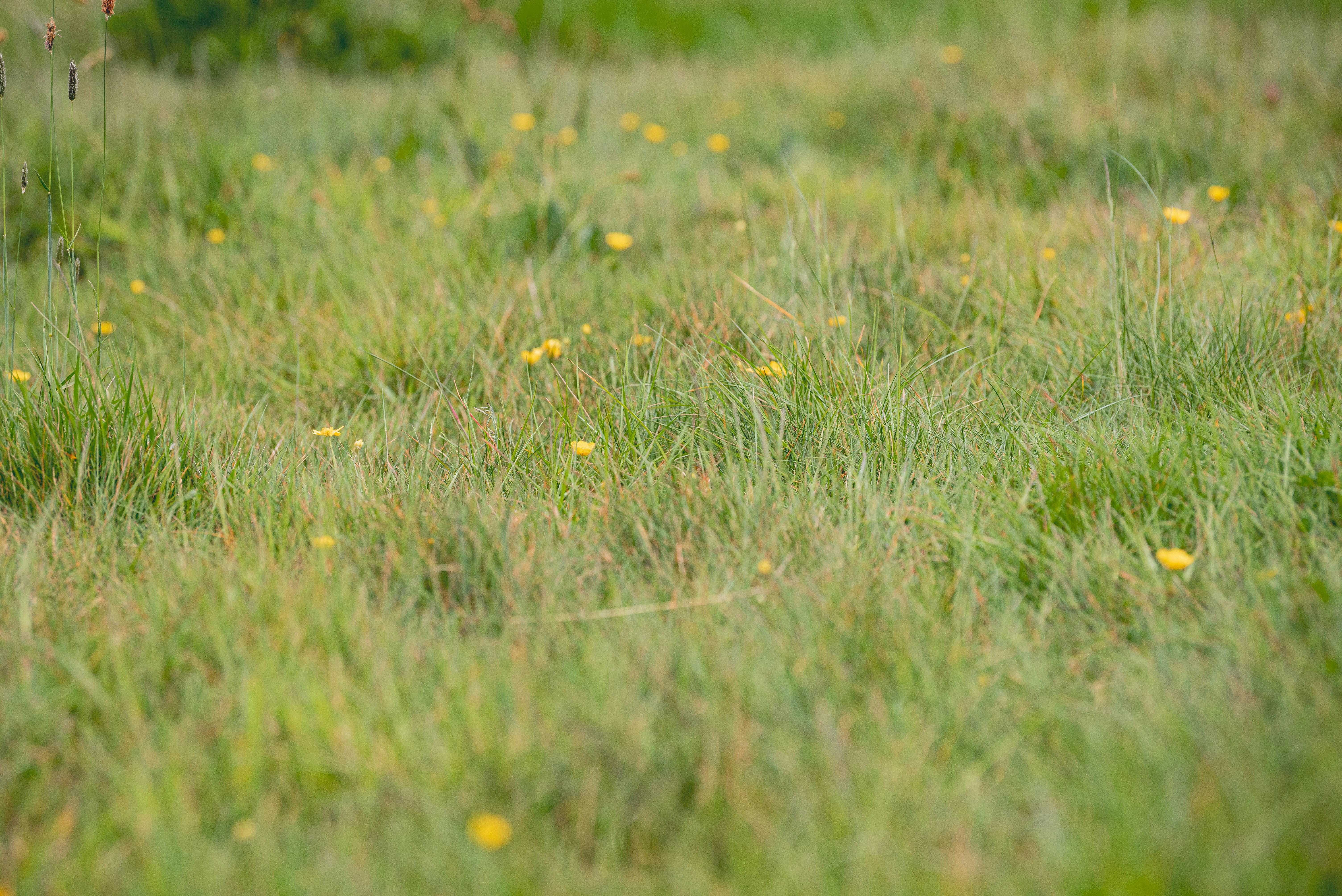 Hidden Meadow: Sunlit Yellow Daisies in Damp Grass