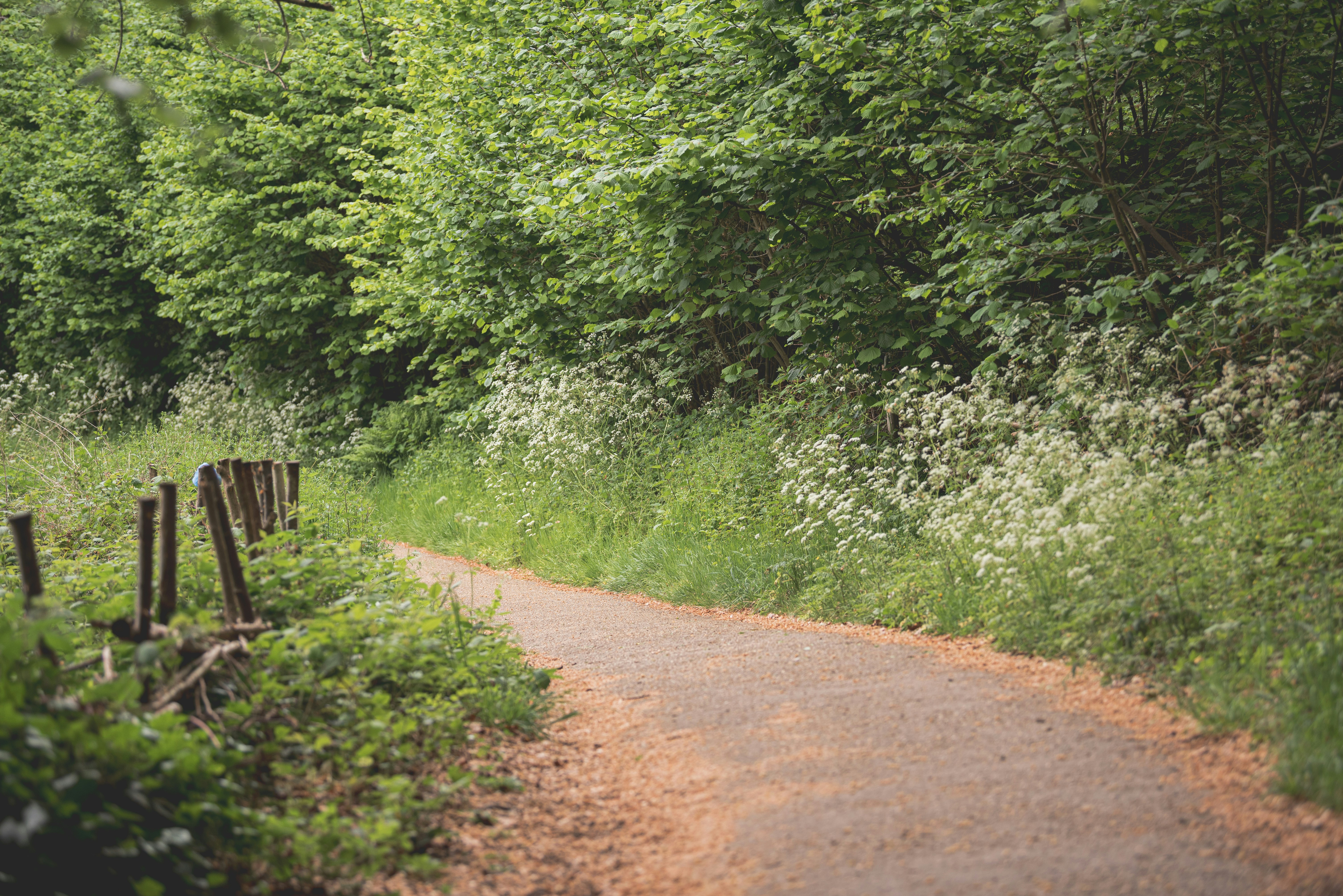 Trail Through a Quiet Hedge of Wildflowers