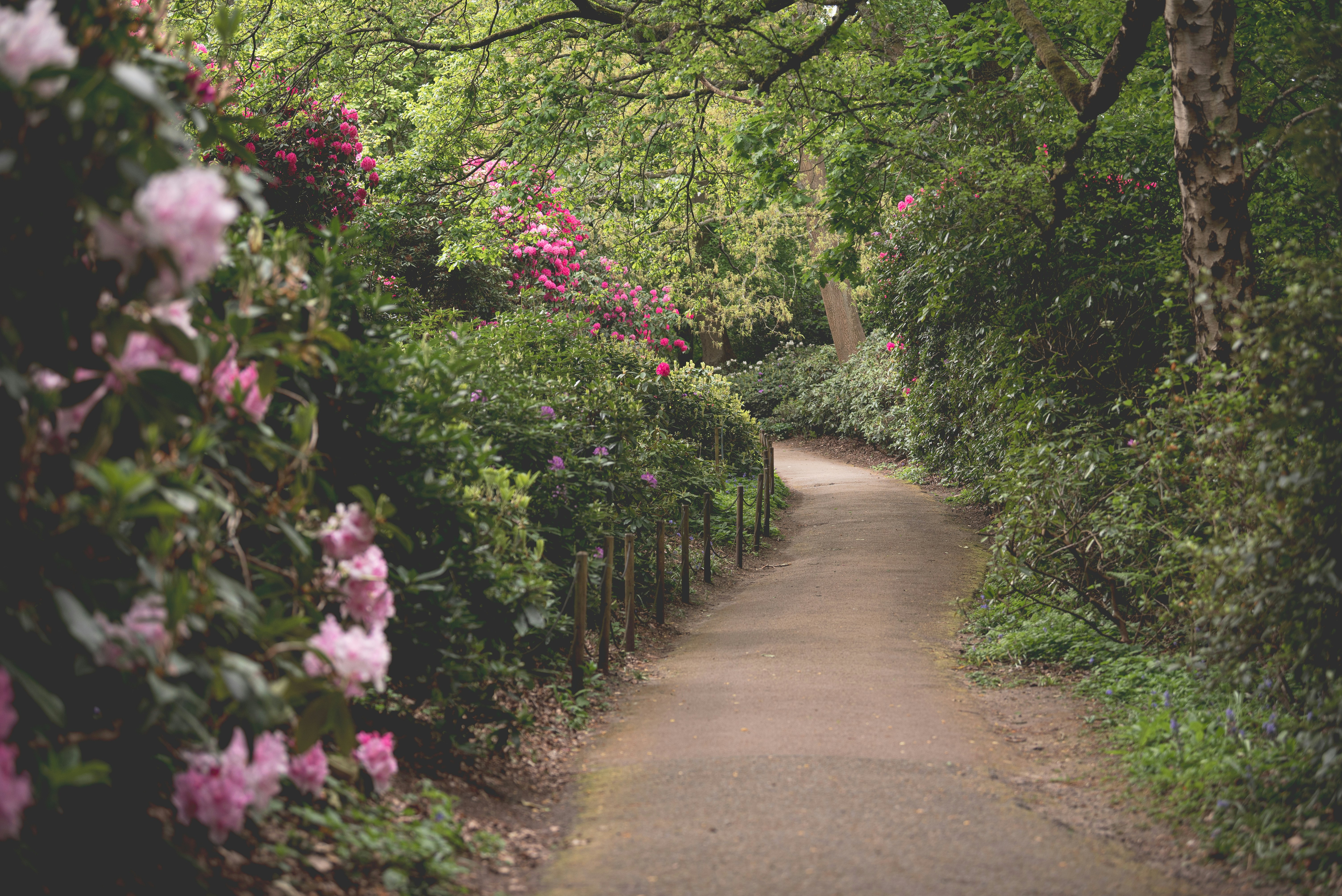 Path Through a Quiet Rose-Trimmed Corridor
