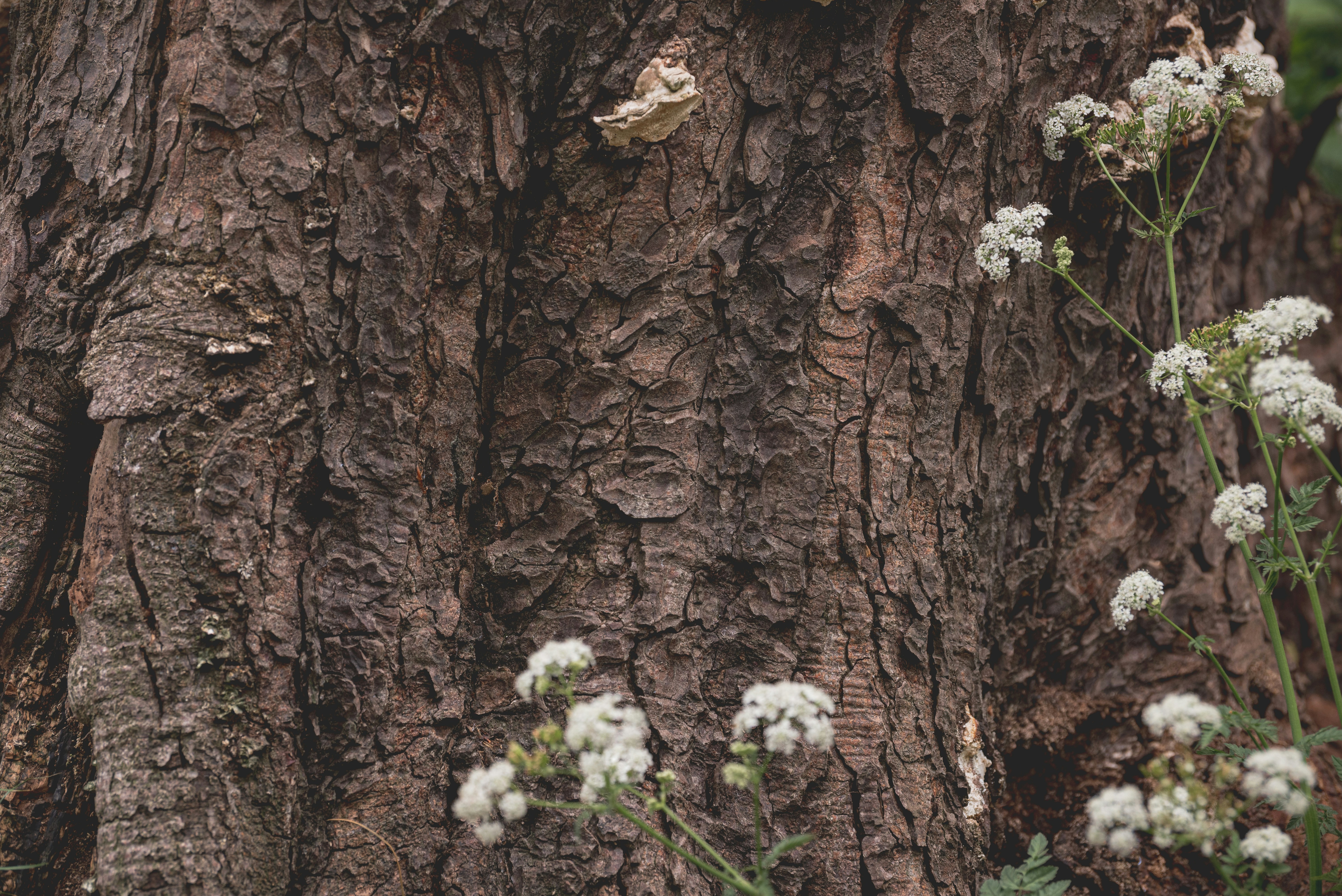 Bark Texture and Weeds: Quiet Forest Detail