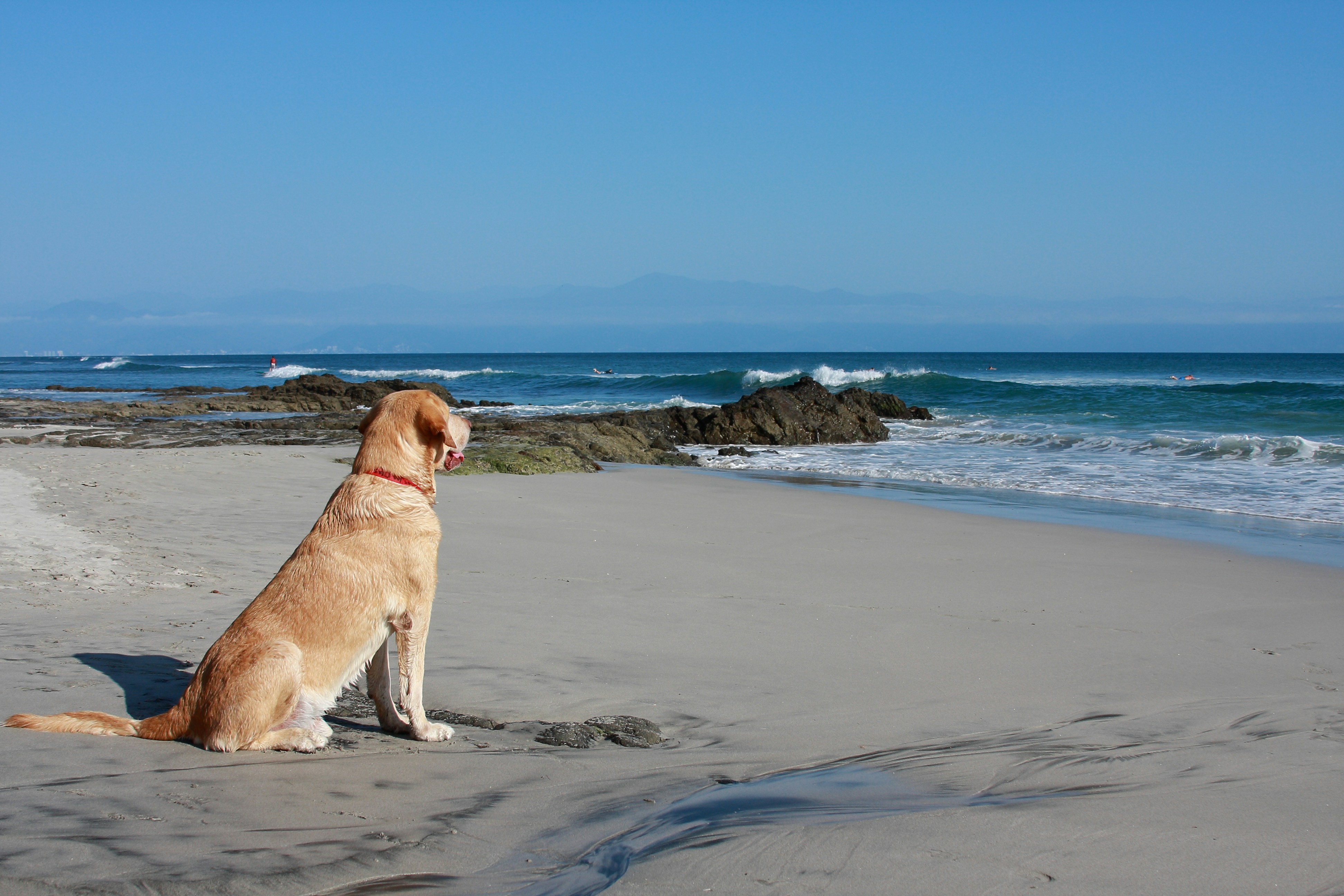 Golden Retriever on a Quiet Beach, Gazing Toward the Distant Surf