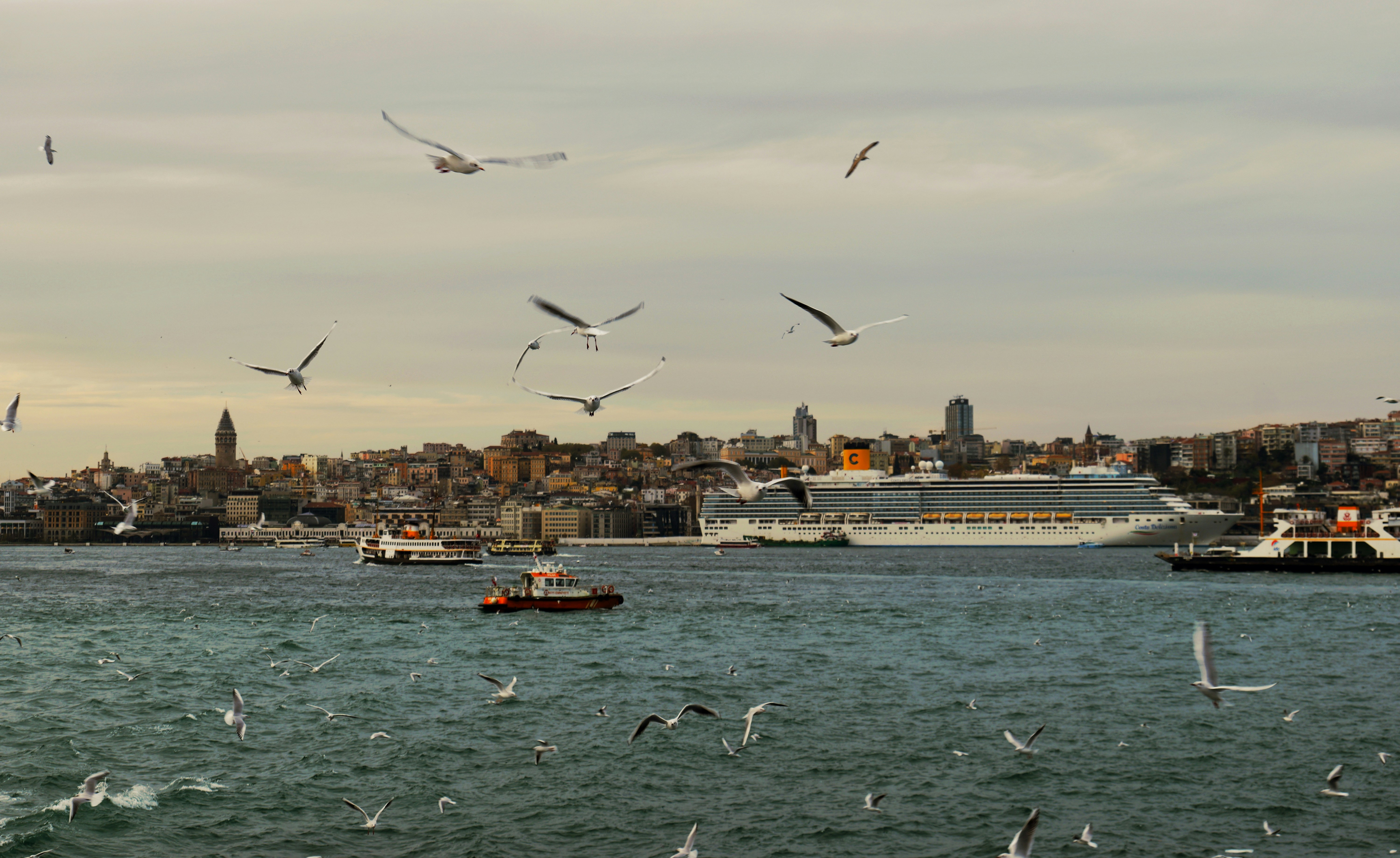 Seagulls Over the Urban Sea: A Quiet Harbor Scene