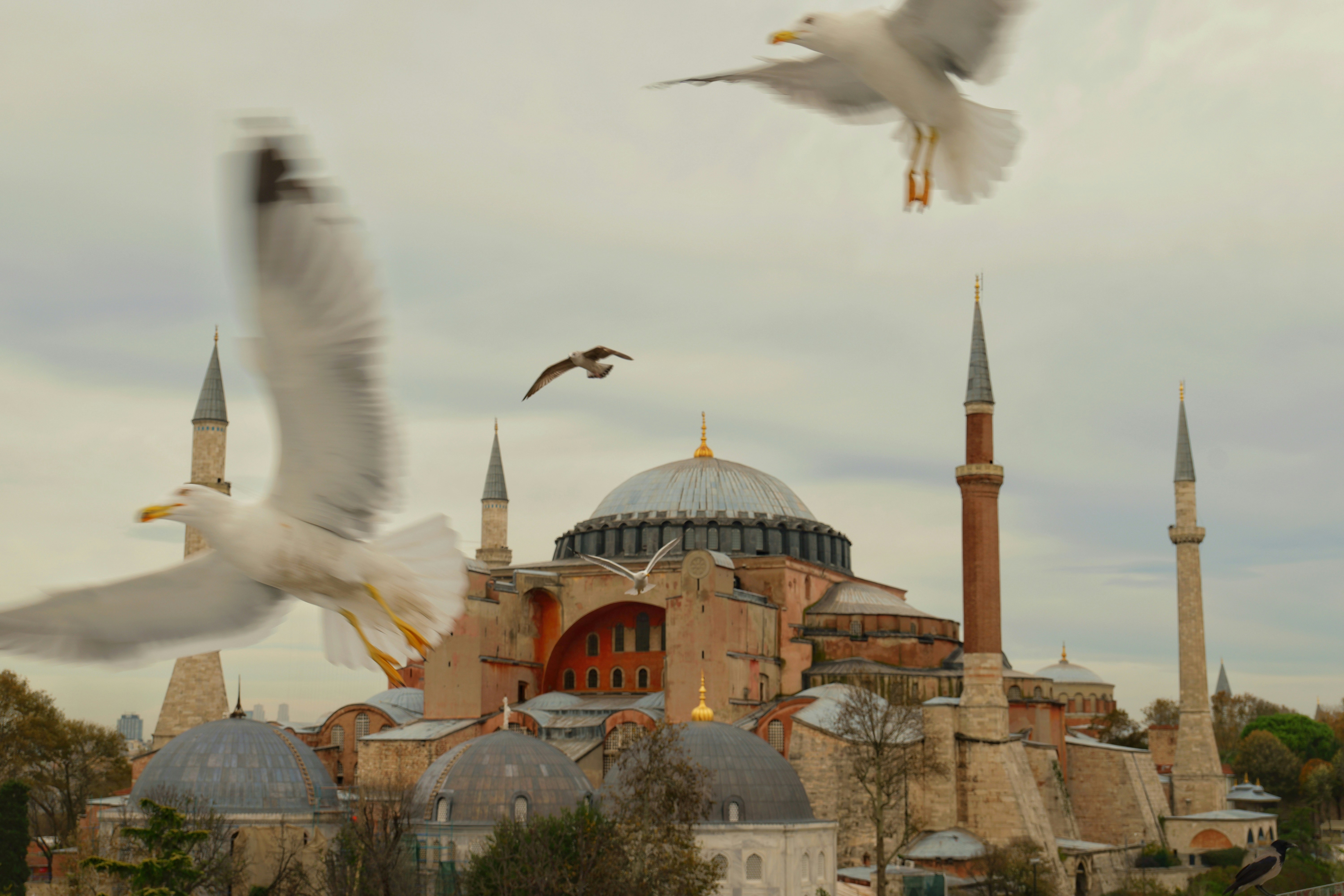 Seagulls Over the Mosque: A Skyward Moment at Hagia Sophia