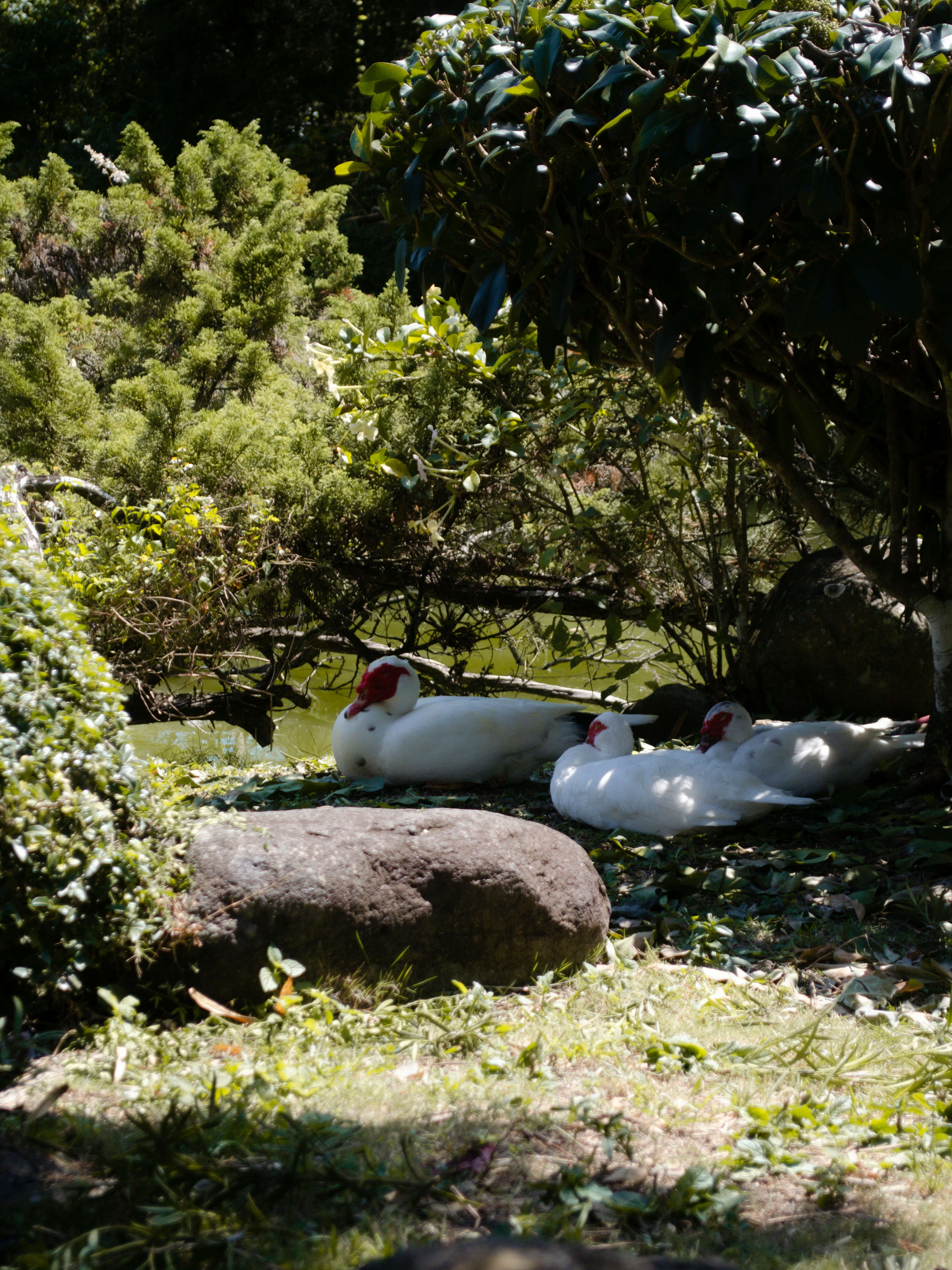 Quiet Arcadia: White Ducks Rest Under Dappled Spring Shade