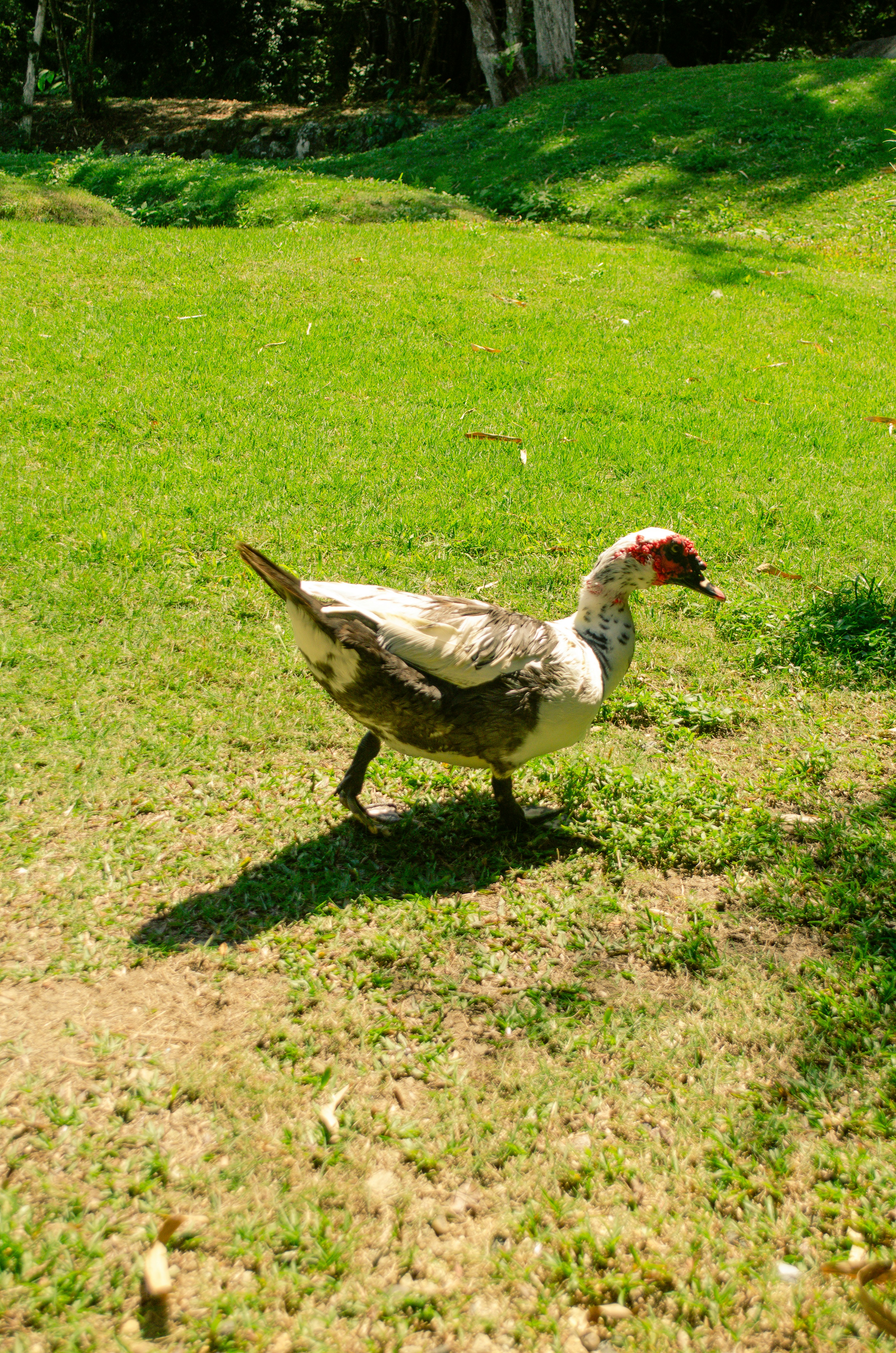 Data-Driven Duck: A Sunlit Exchange in a Park