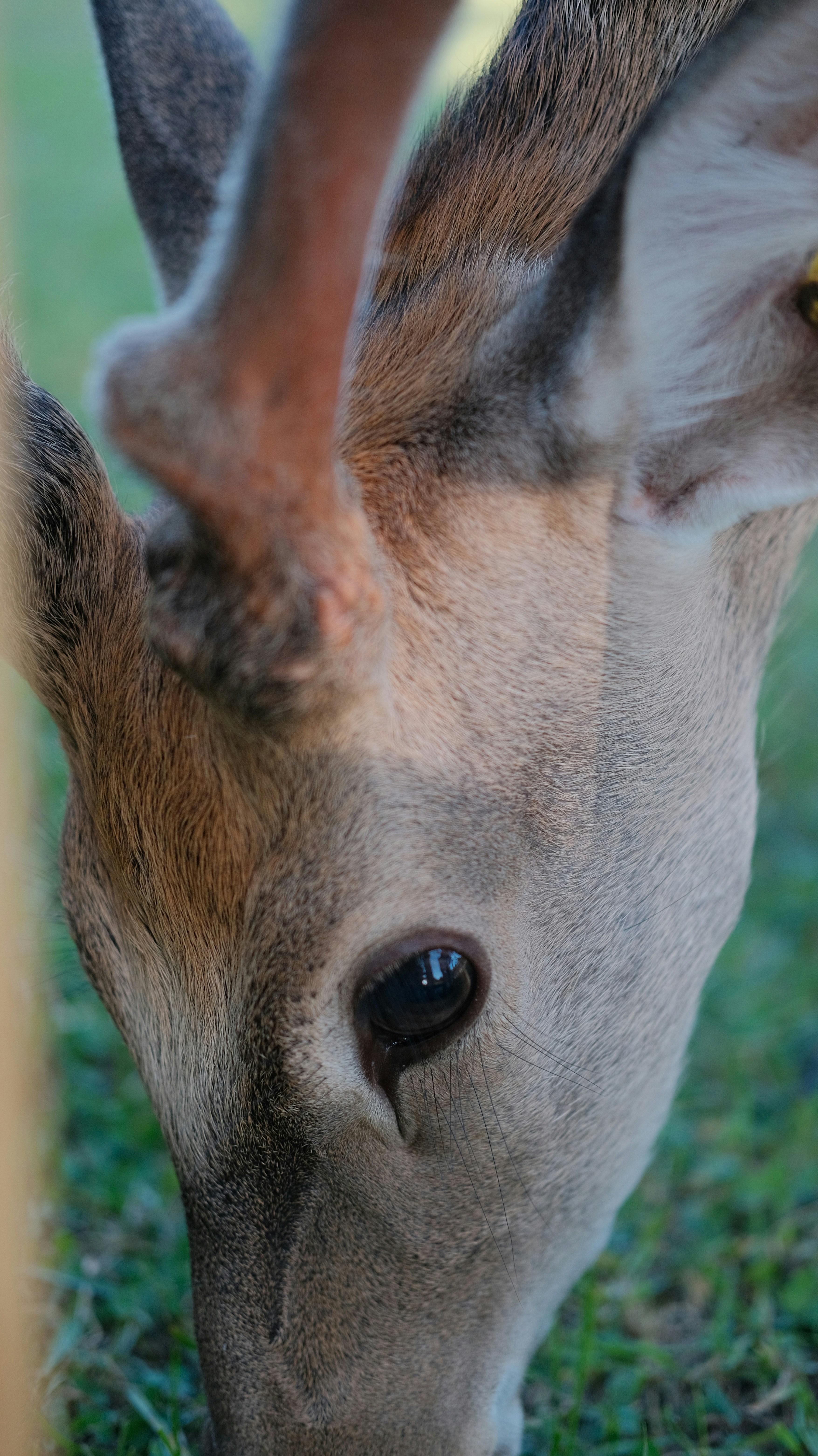 Close-up of an inquisitive deer in a sunlit field
