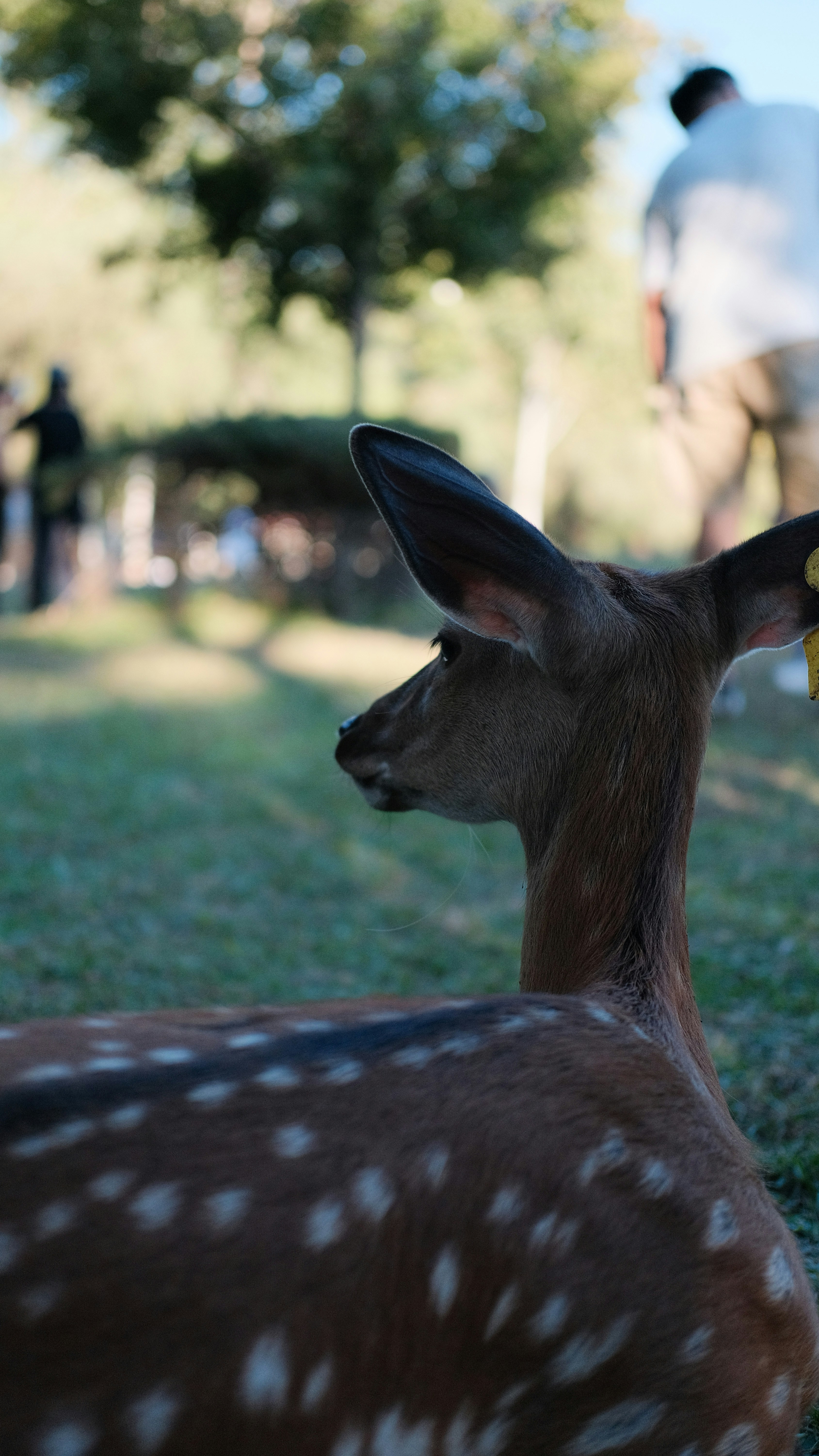 Near the Ears: A Fawn at the Park's Edge