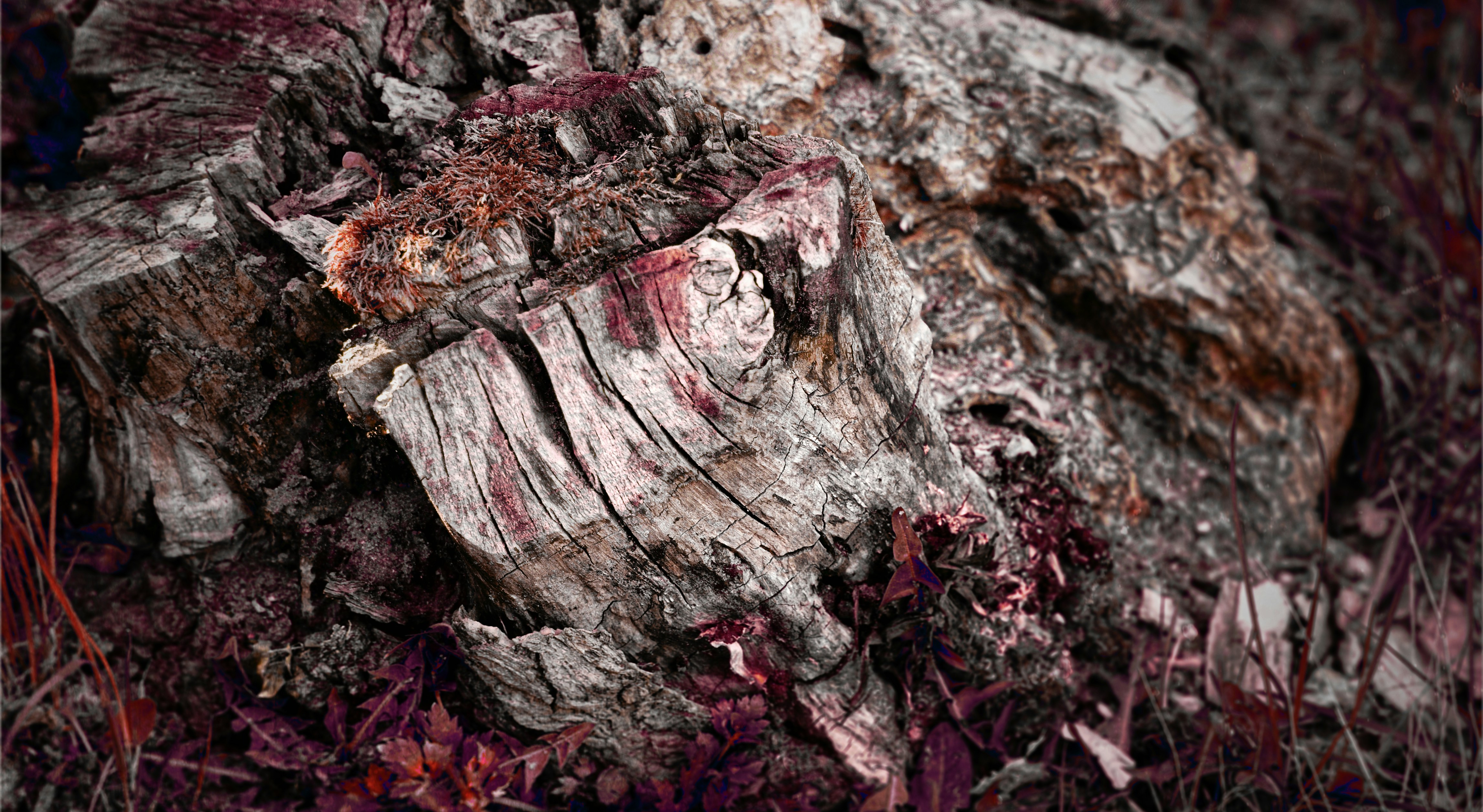 Weathered Root Tableau: A Stubborn Trunk Carved by Time
