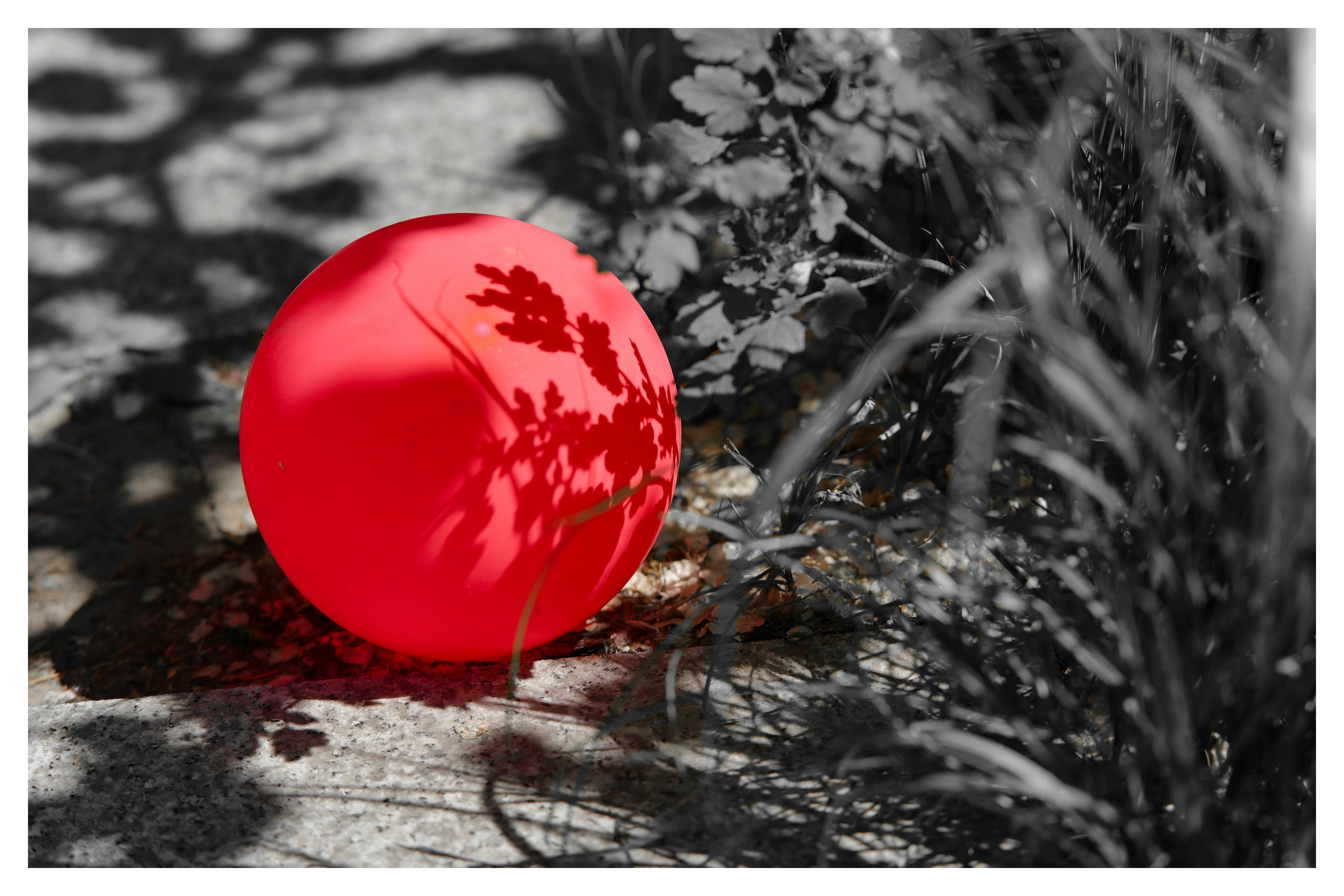 Crimson Orbs on Dappled Ground