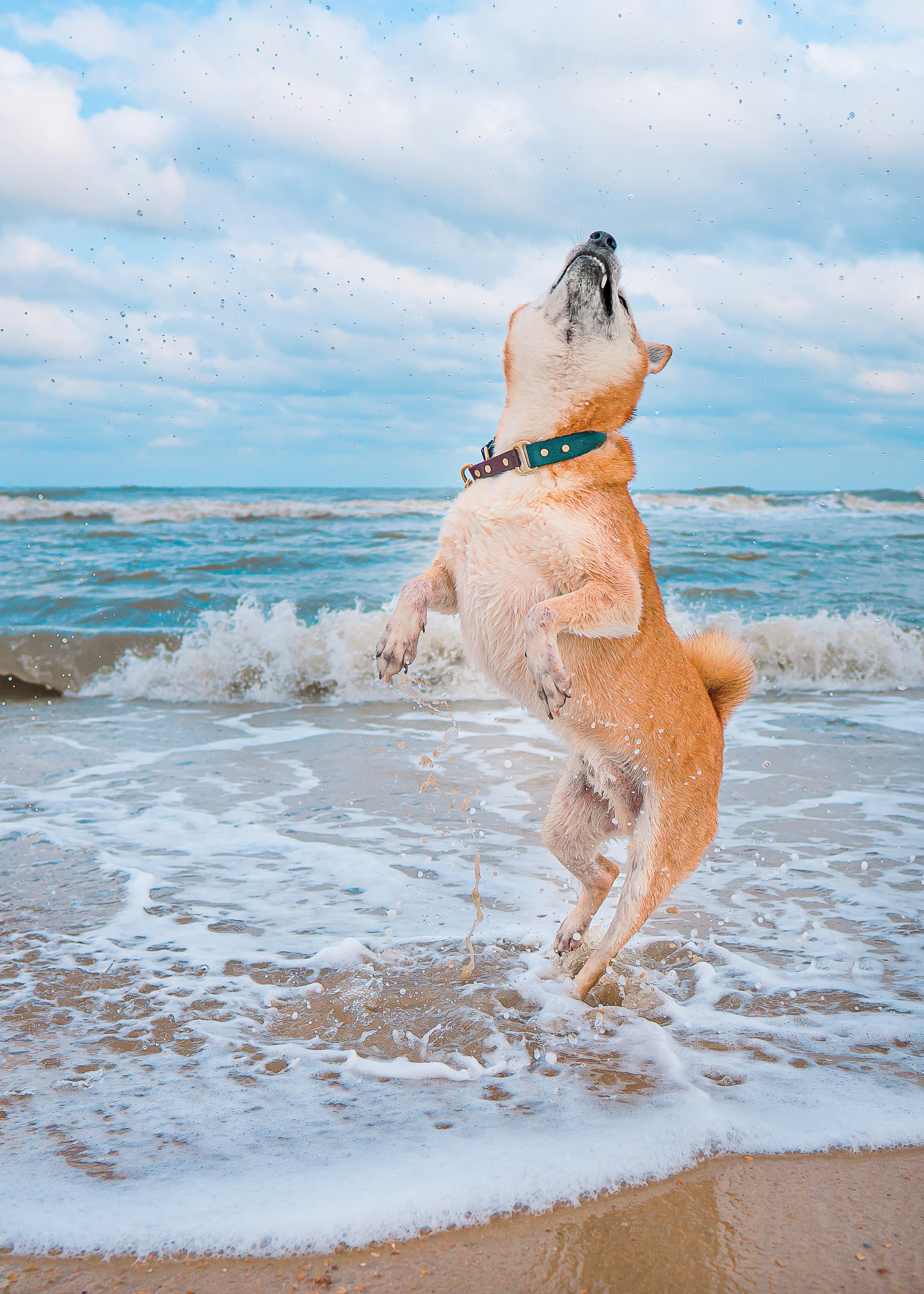 Leaping Beach Dog: A Mascot of Joy Against a Churning Sea