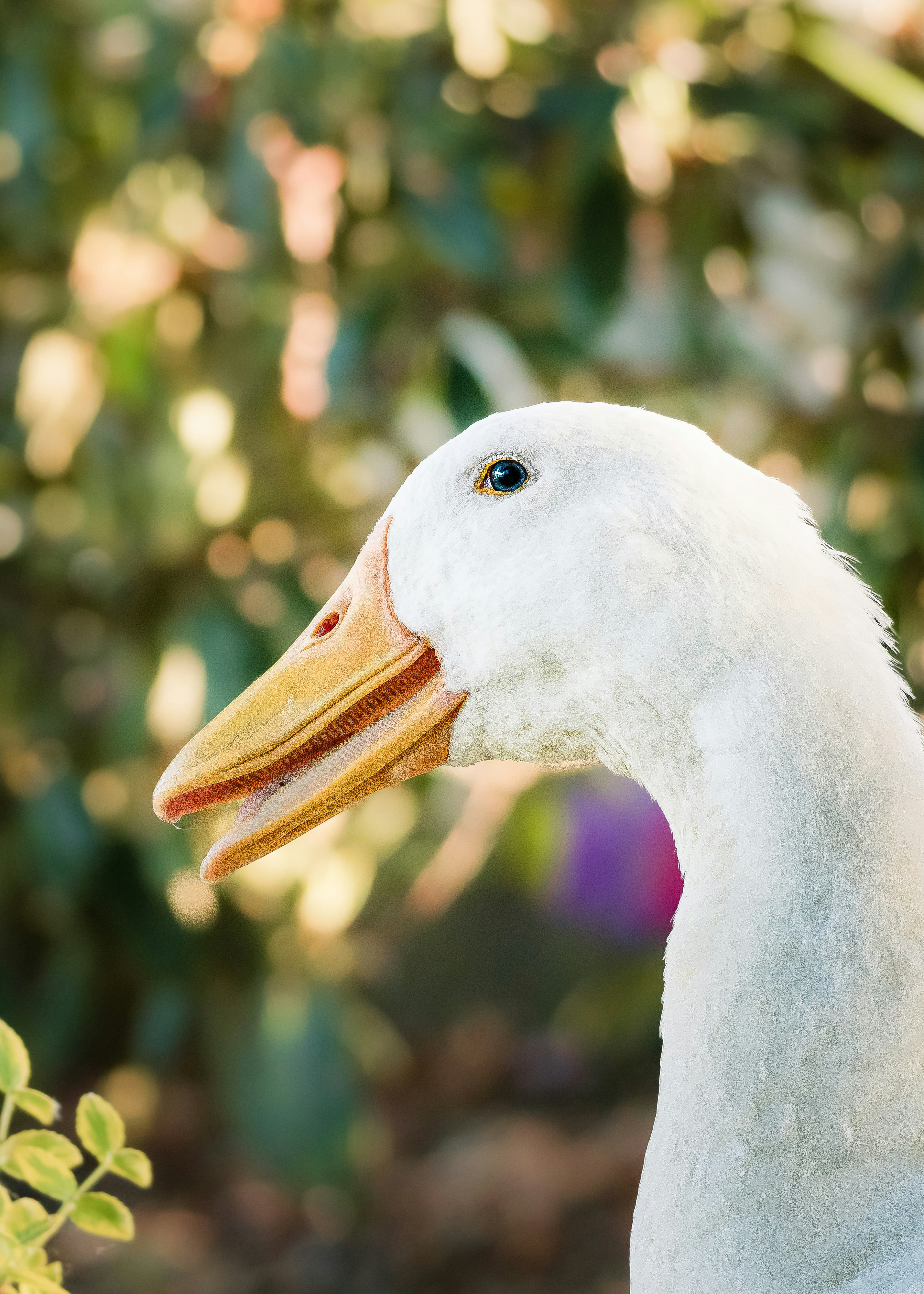 Curious White Gull-Head in Soft Garden Light