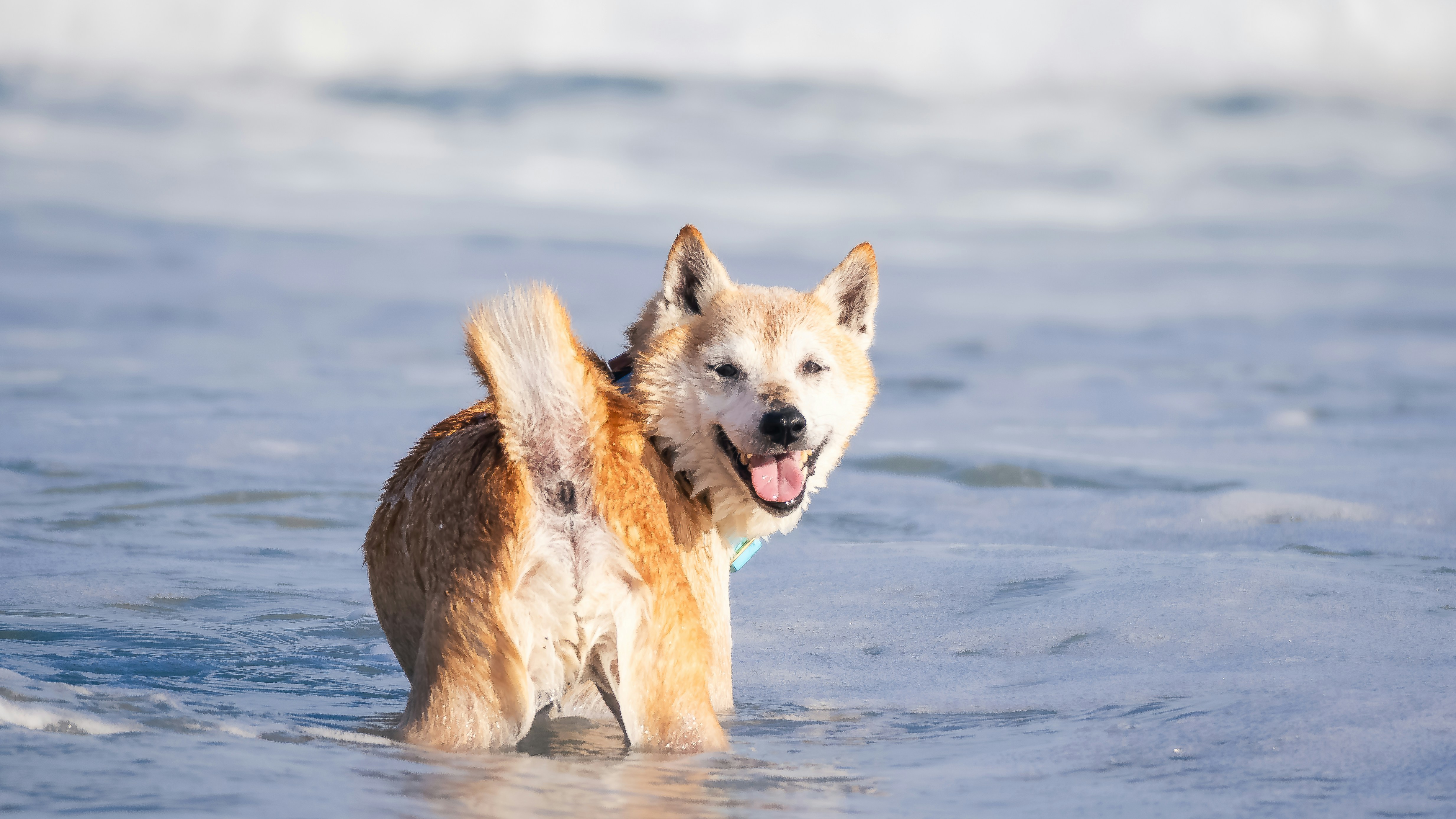Puppy in the Waves: A Sunny Greeting at the Shore