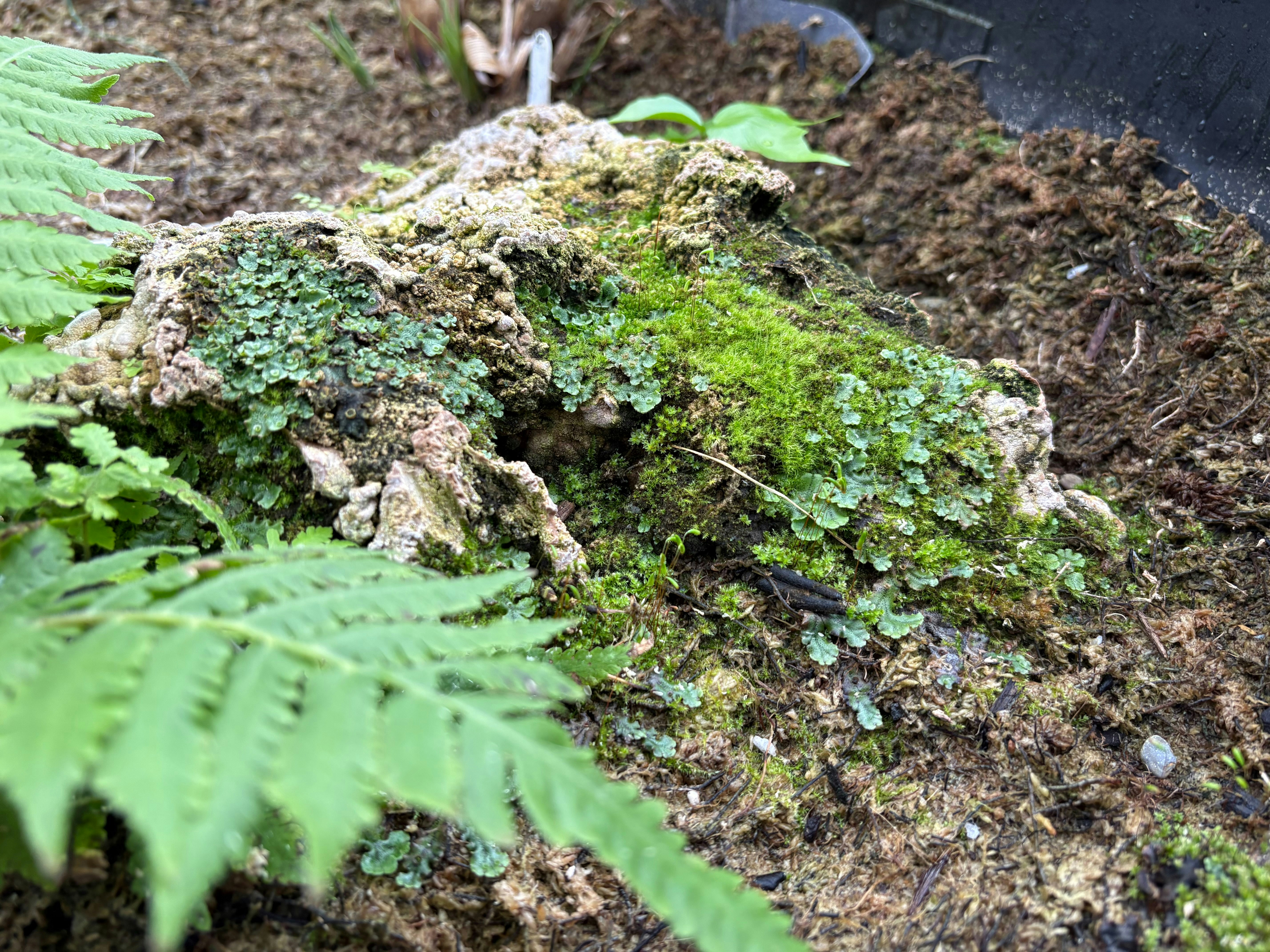 Moss-Ccovered Rock Streaked by Soil and Fern Fronds
