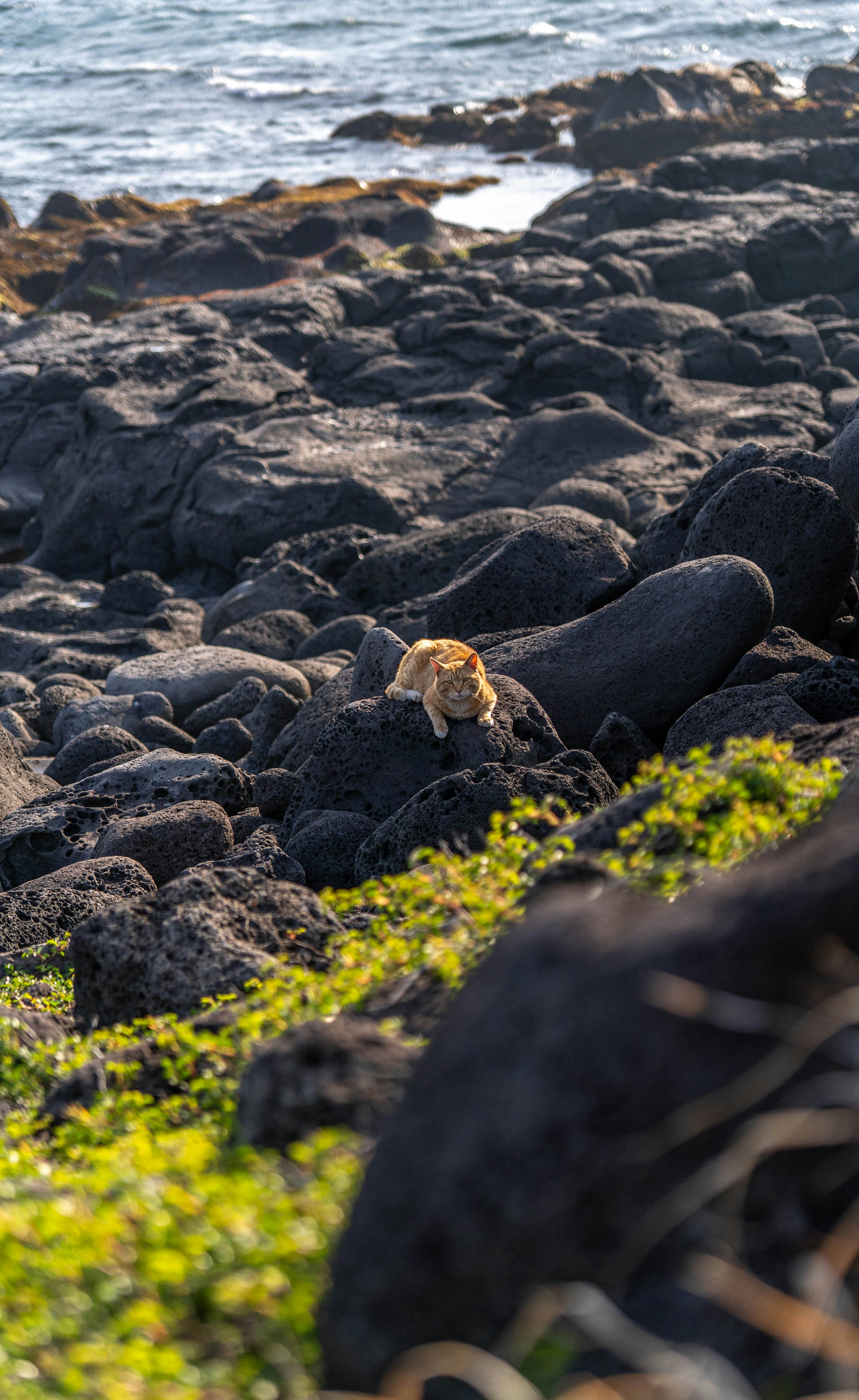 Sunlit Ginger Tom Among Lava Rocks by the Sea