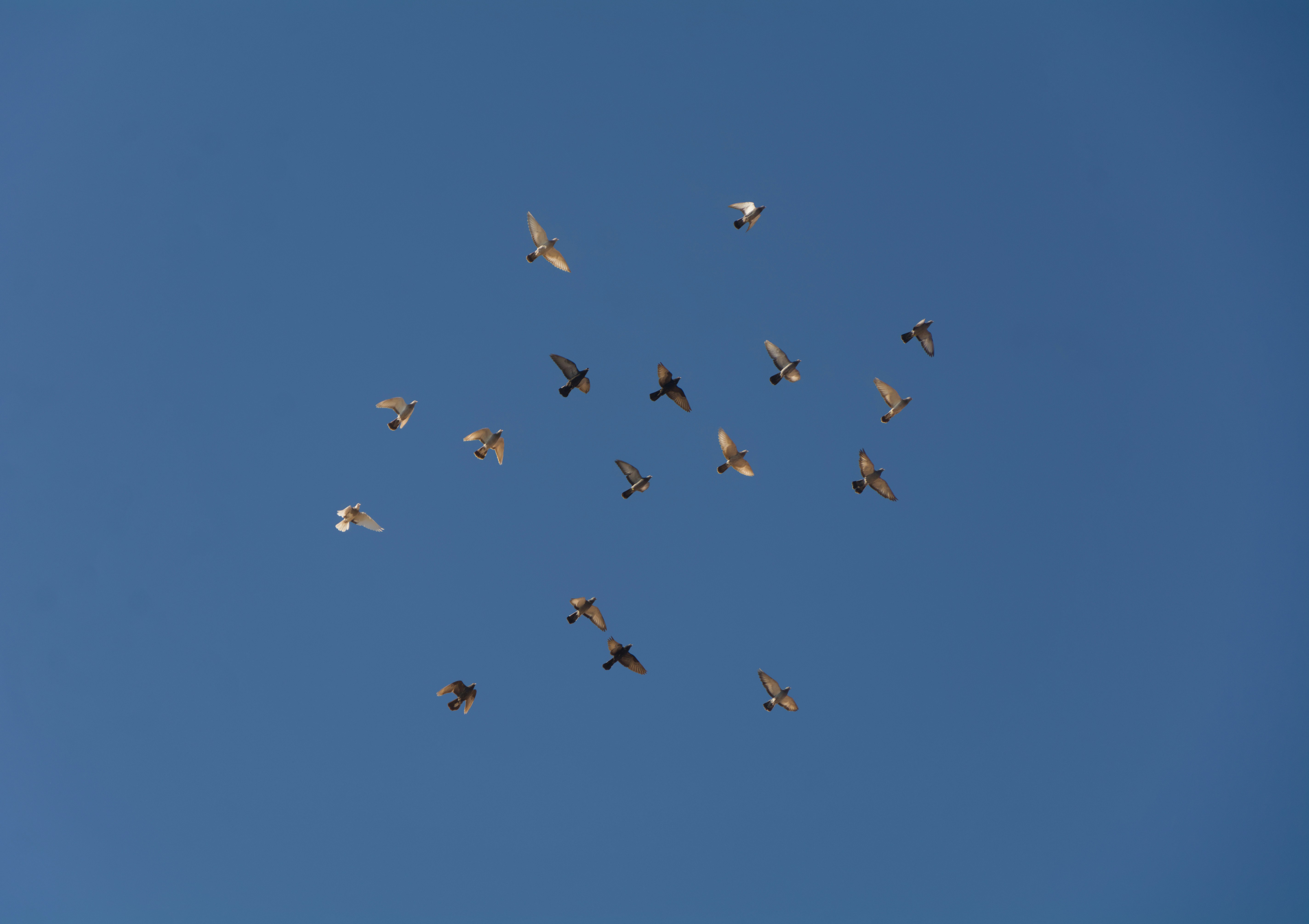 V-format V formation: birds in a crisp blue sky