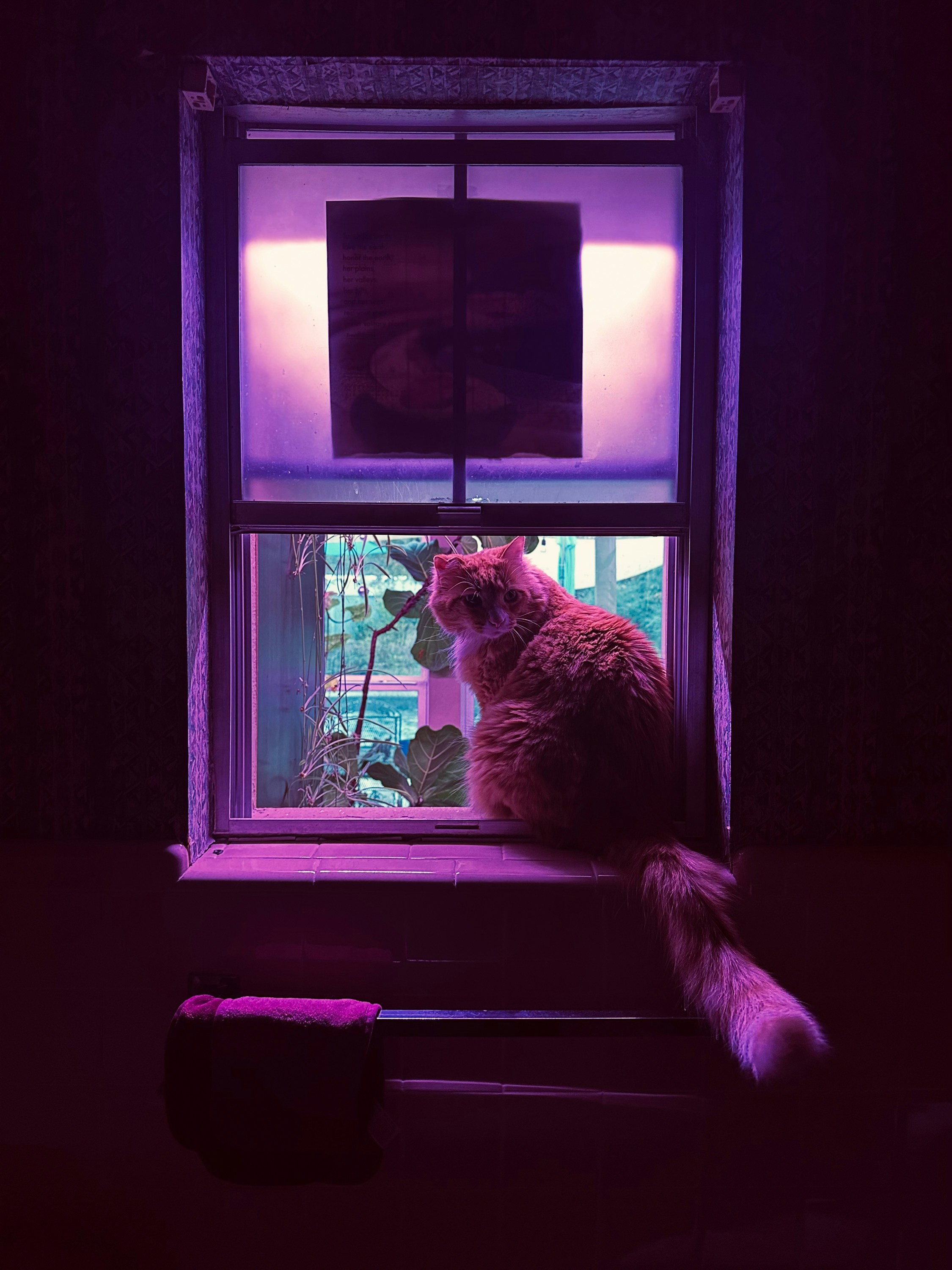 Moonlit Window: A Shy Cat Hovering Between Light and Shadow