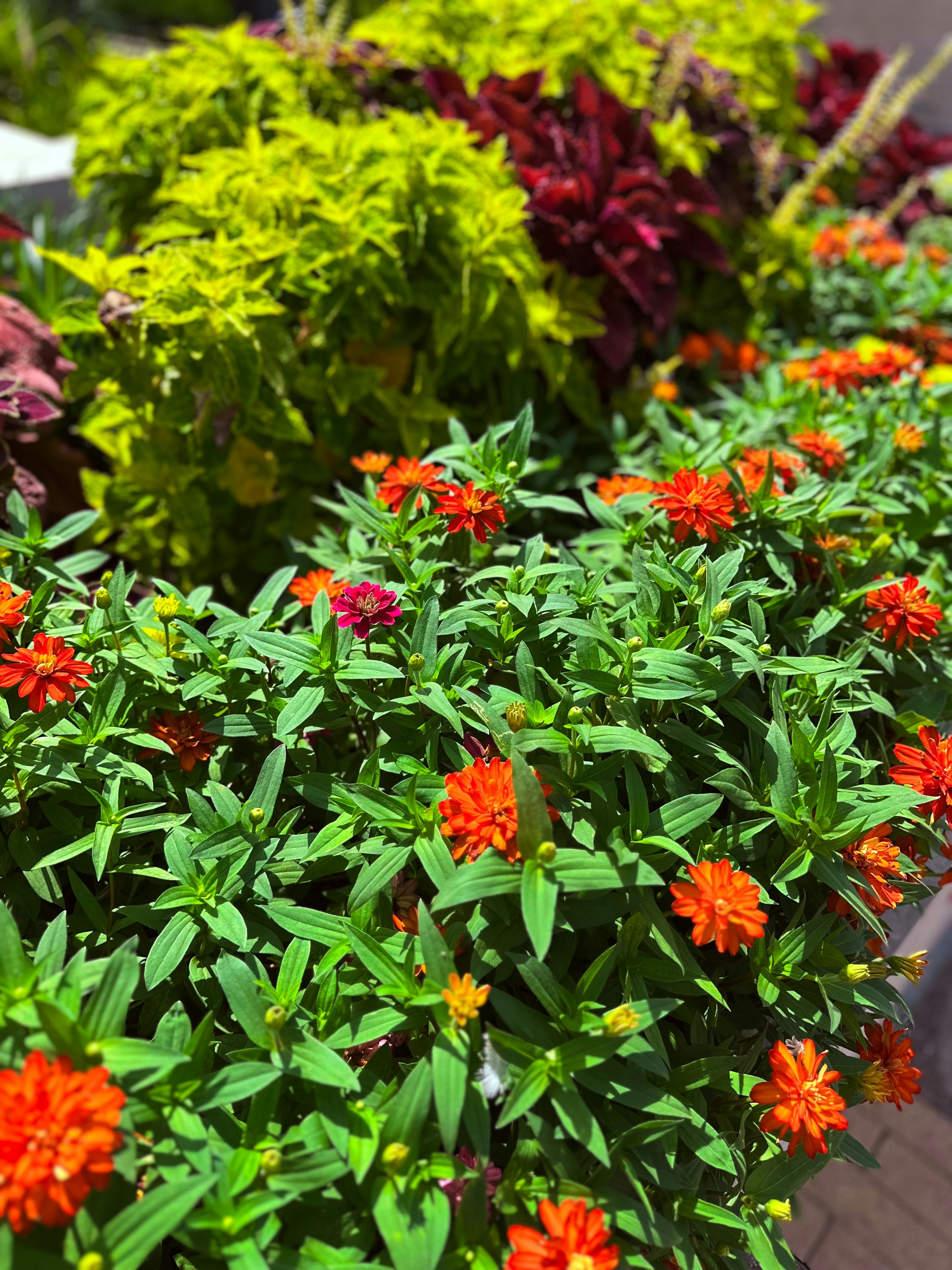 Vibrant Coral Blossoms Among Lush Green Foliage