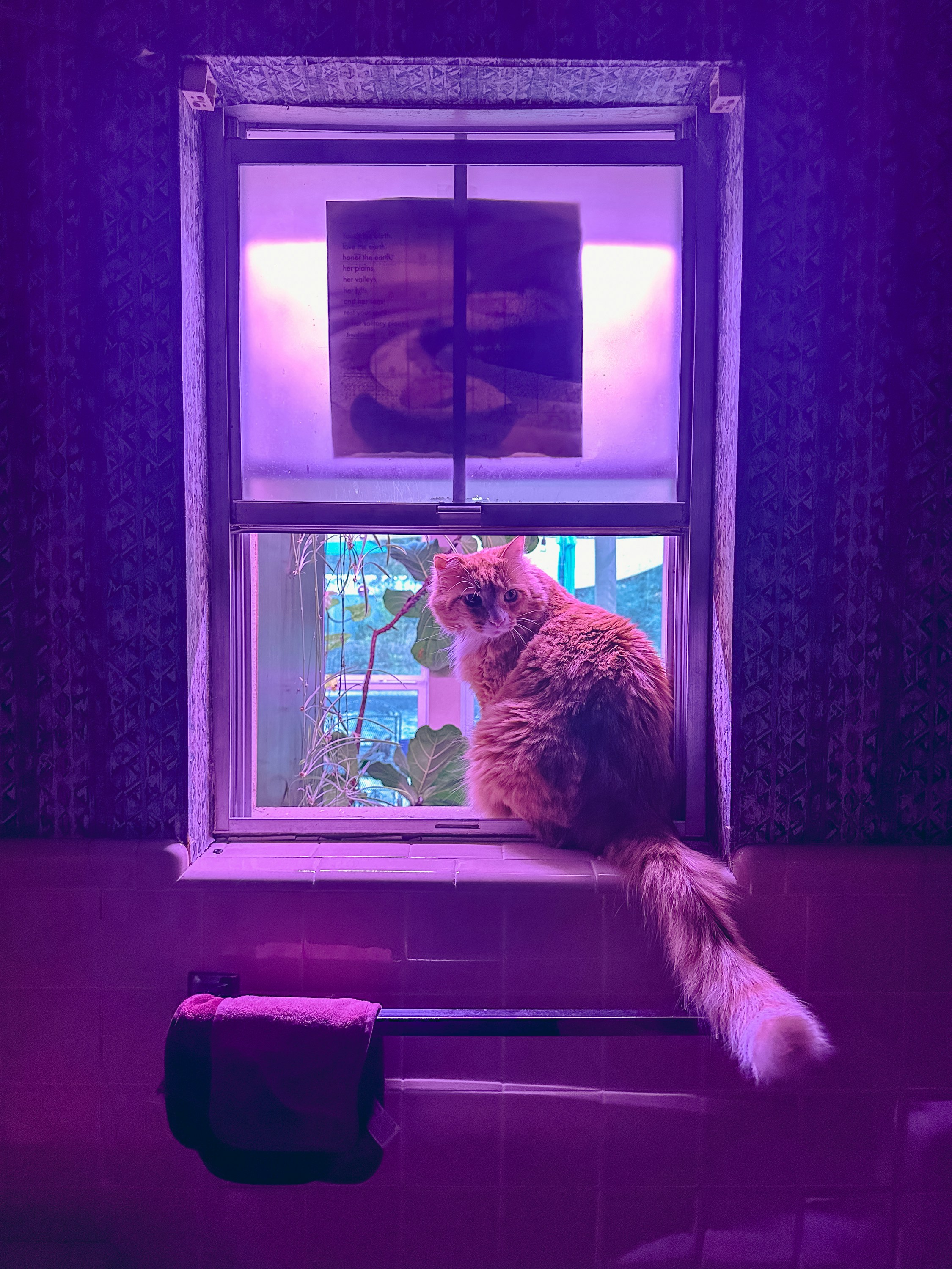 Midnight Window: A Fluffy Guardian in Neon Purple