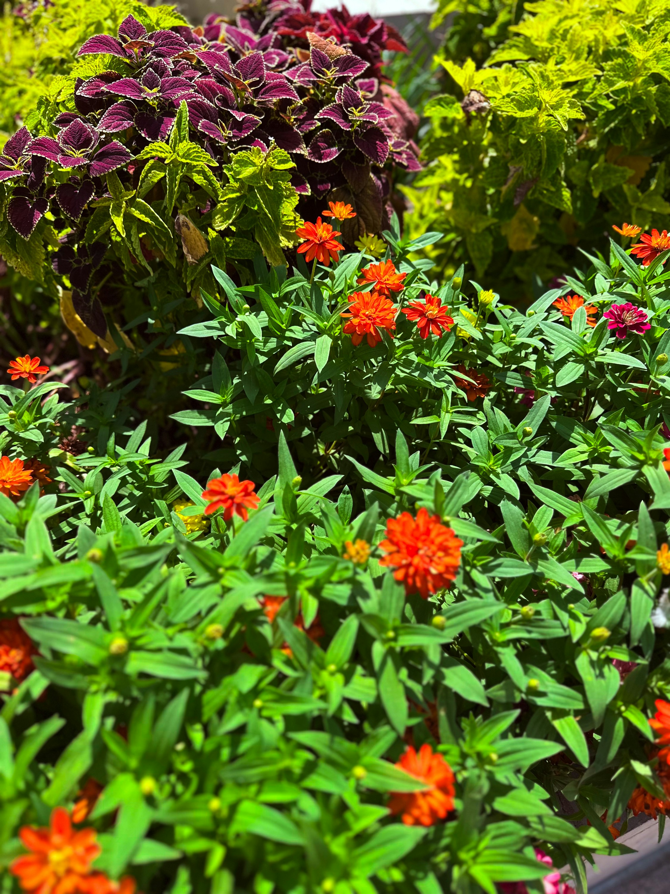 Vivid Garden Patch: Orange blooms and emerald foliage