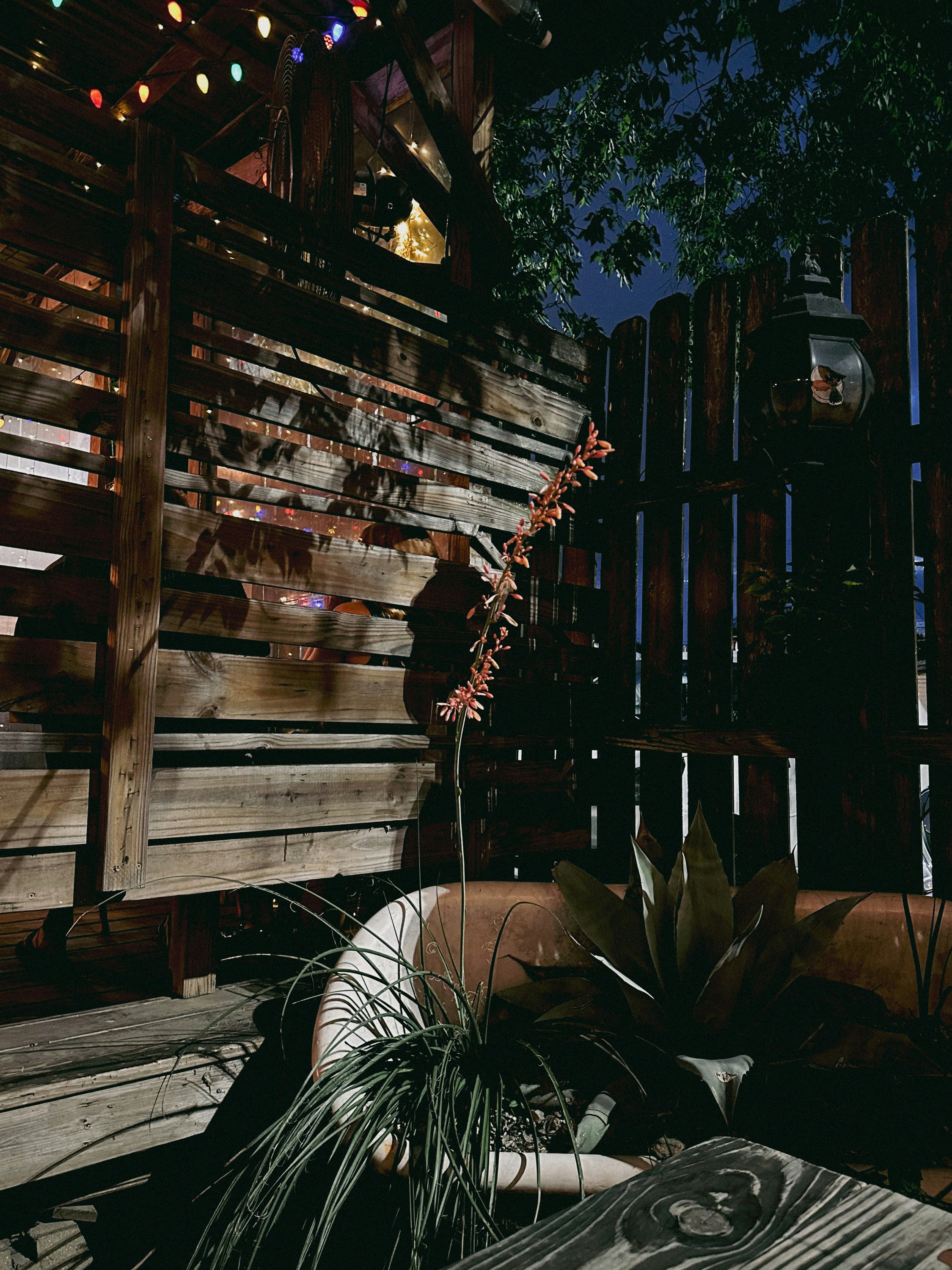 Dusk Garden Nook: Plant, Wood, and Warm Light