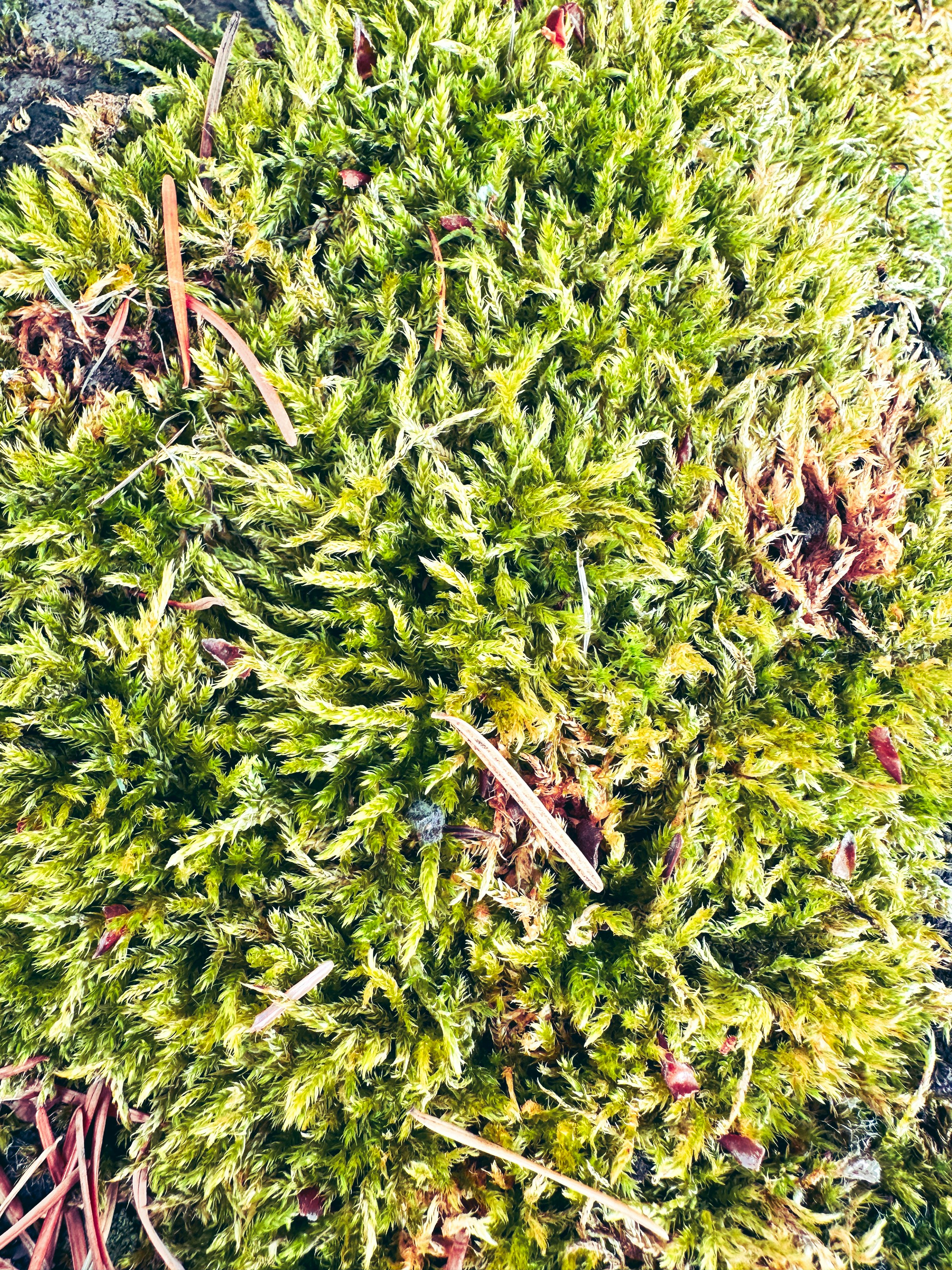 Emerald Carpet: Close-Up of Moss Texture Under Morning Light