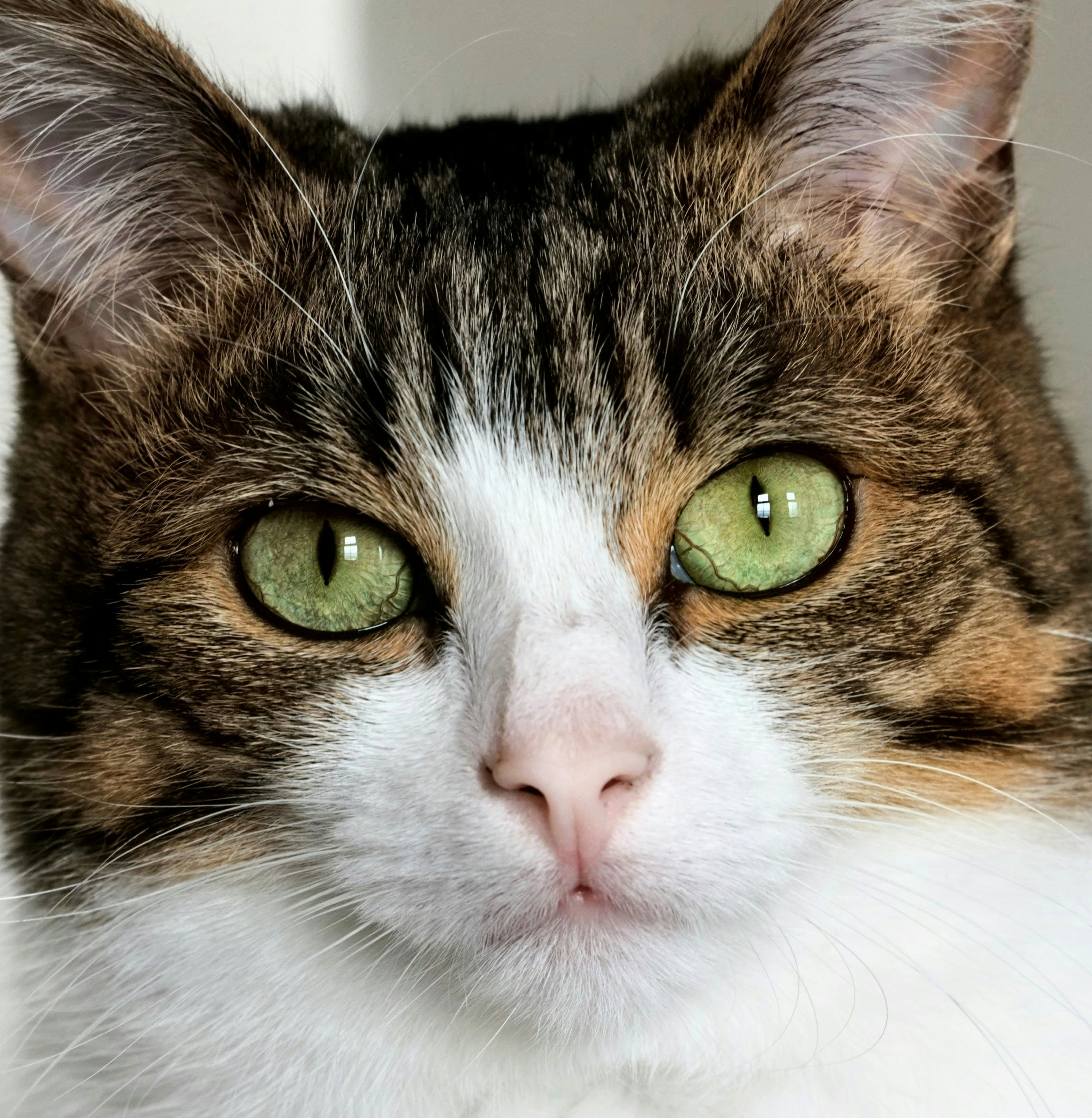 Emerald Gaze: A Close-Up of Cat Portrait