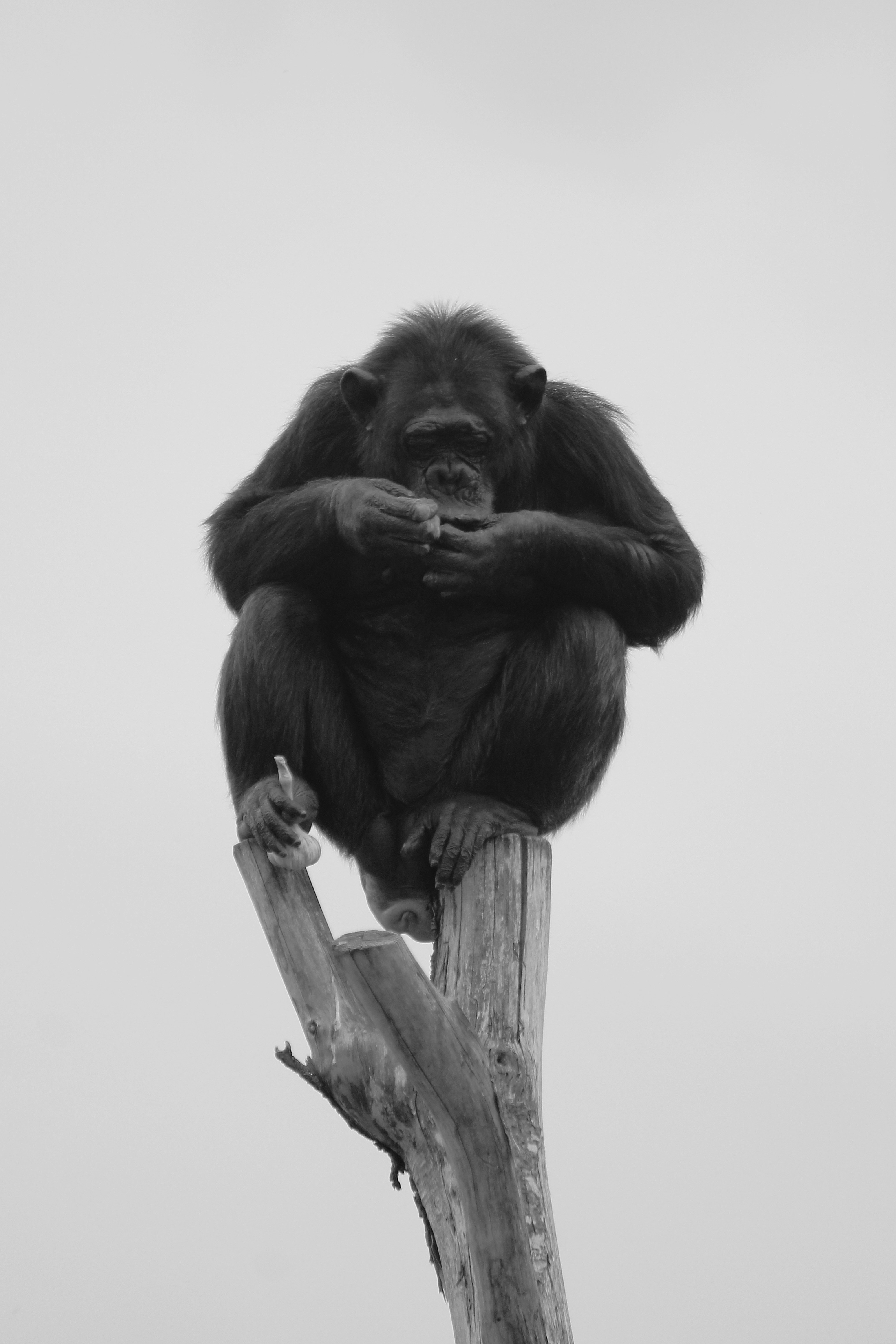 Chimp perched on a dead tree, mid-chew, against a soft gray sky