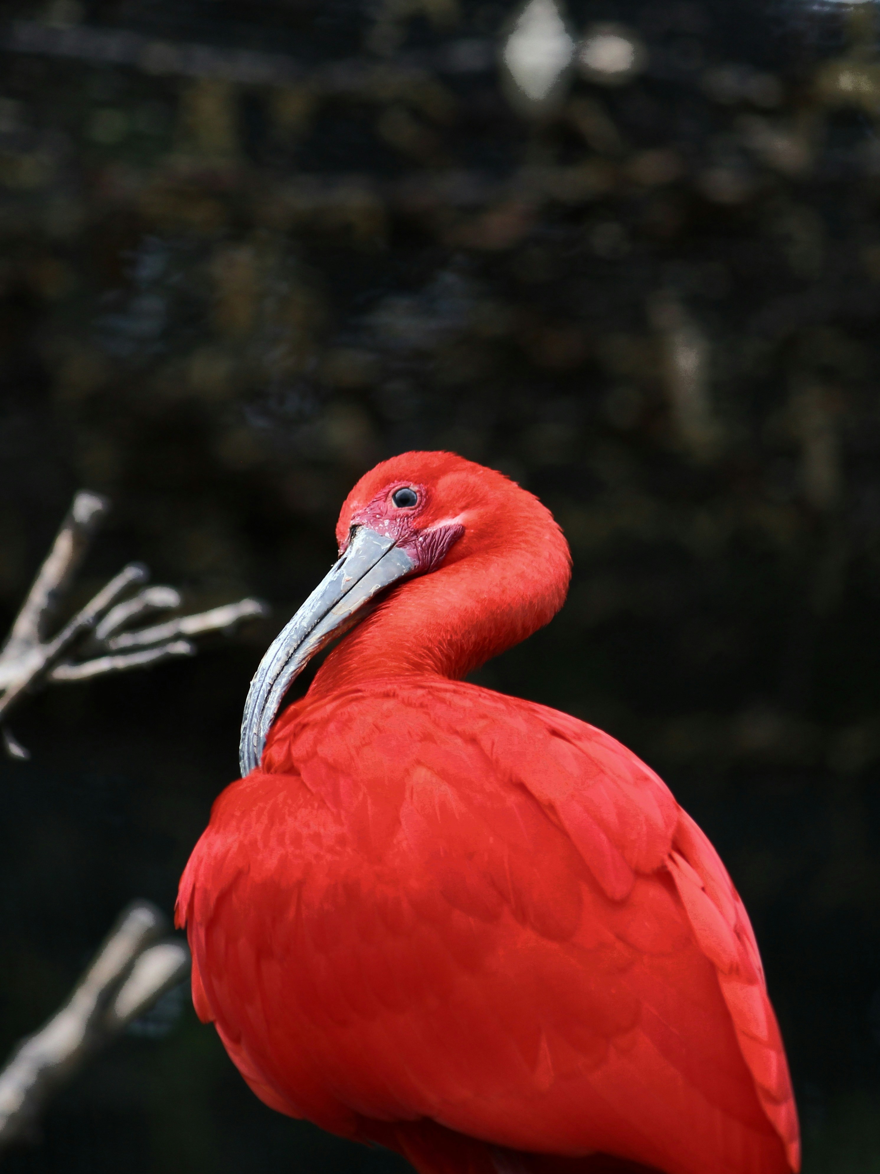 Crimson Curvature: A Flaming Red Ibis Guards a Quiet Shore