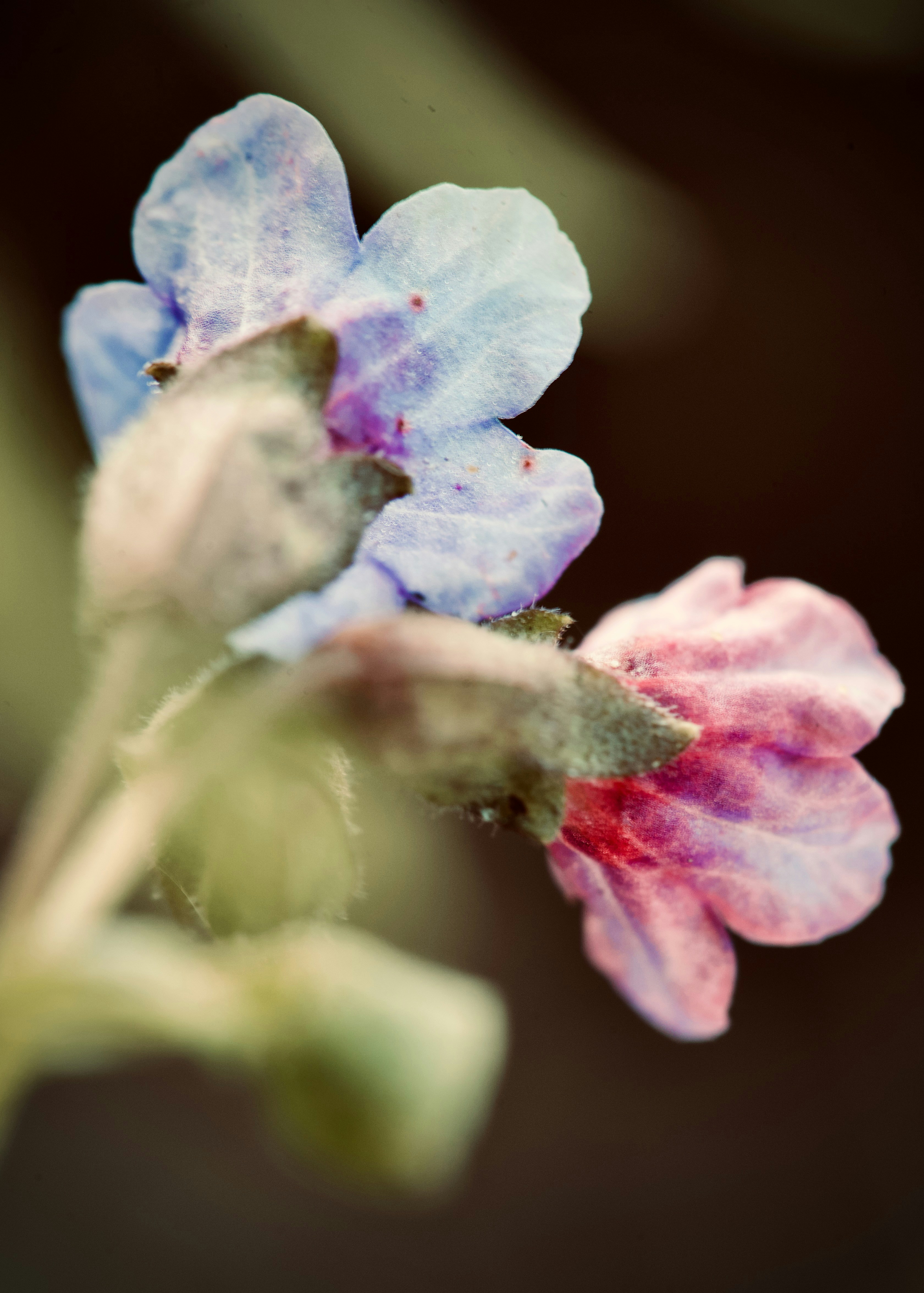 Pastel Bloom: a close-up of violet and pink blossoms in soft focus