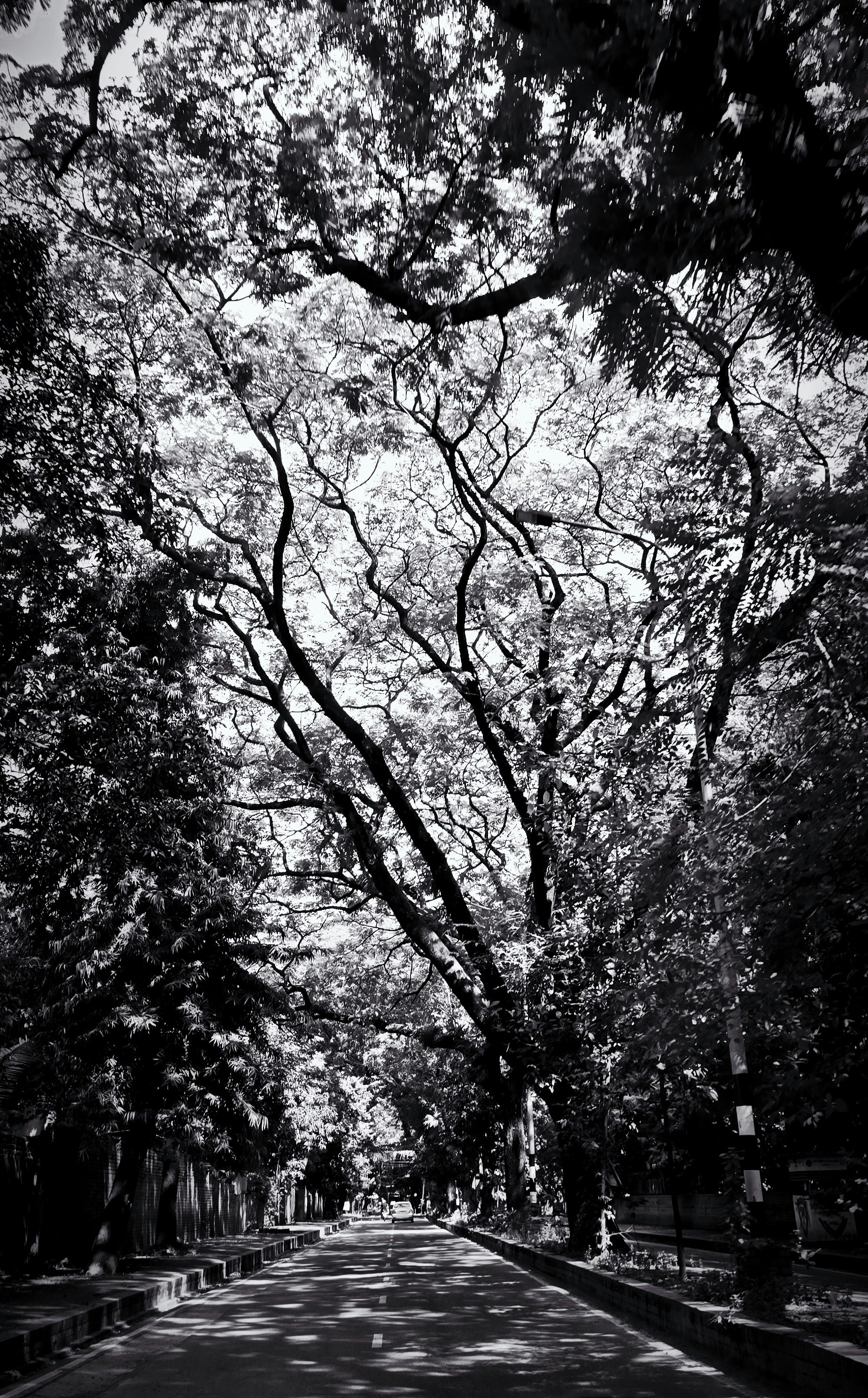 Canopy of Shadows: A Quiet Tree-Lined Avenue in Monochrome