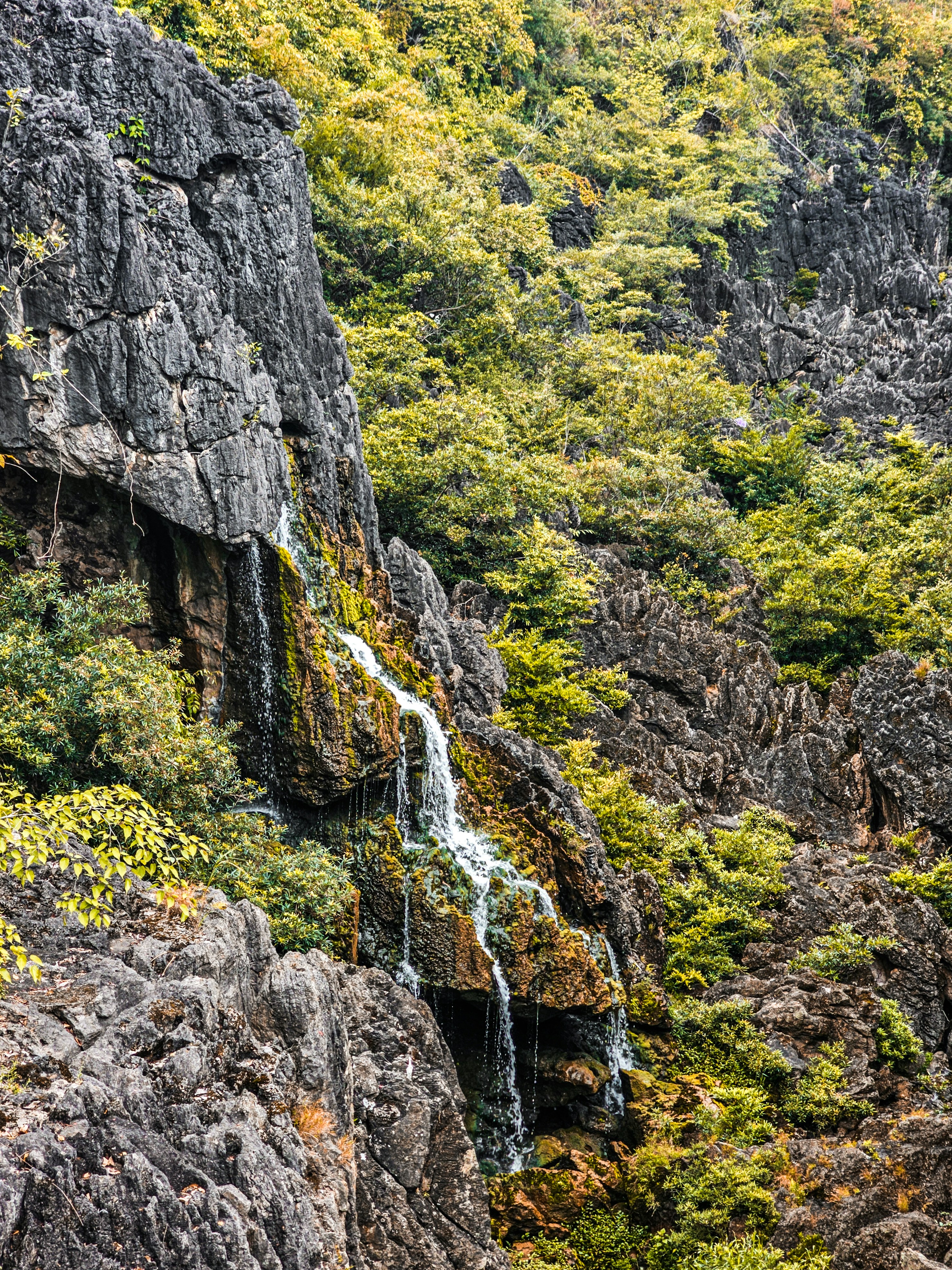 Stone Steps of the Fall: A Narrow Cascade Among Cliff and Foliage