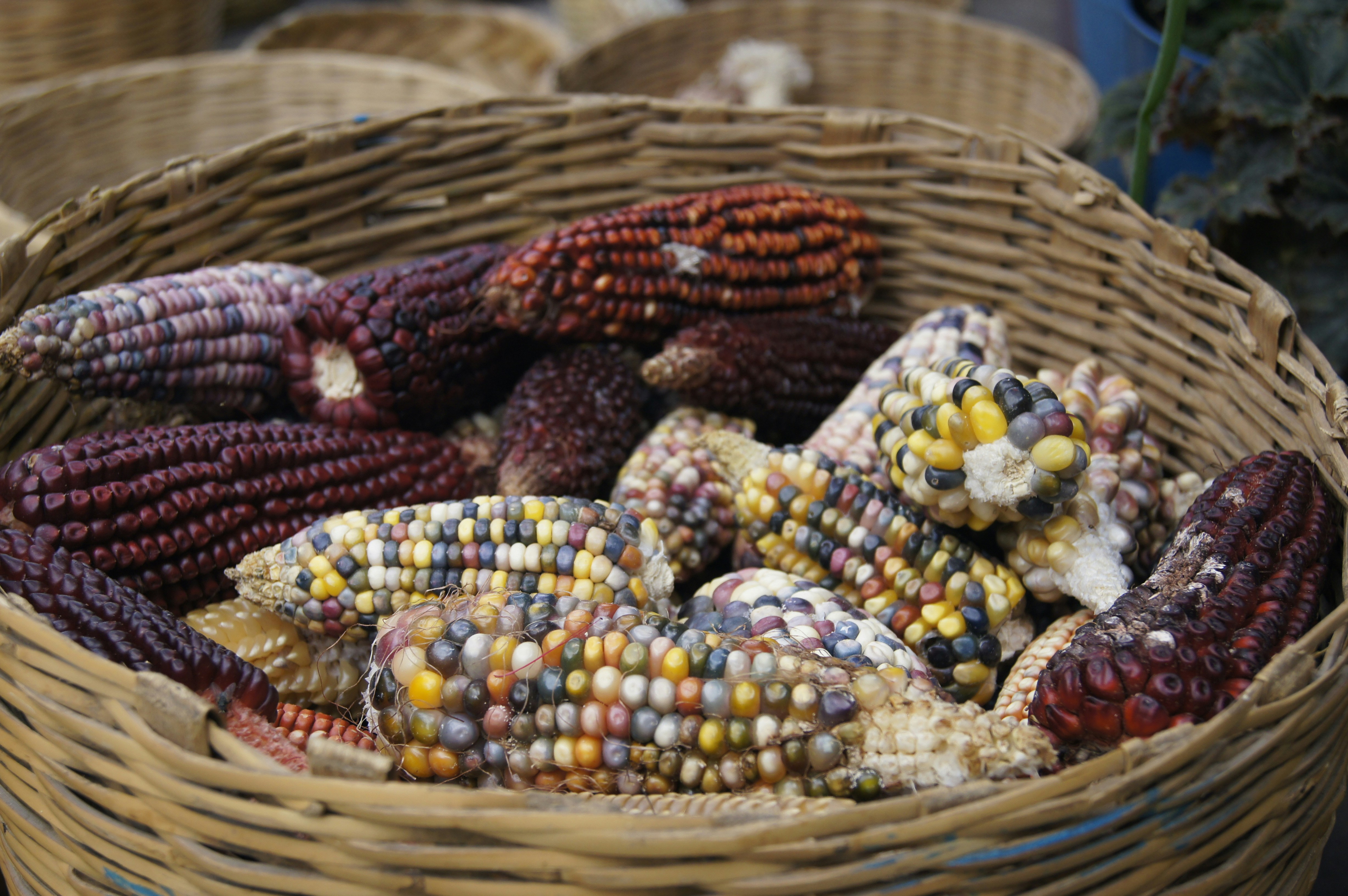 Colorful corn cobs piled in a woven basket, showcasing varied kernels and textures. A still-life composition highlighting rustic produce and natural materials.