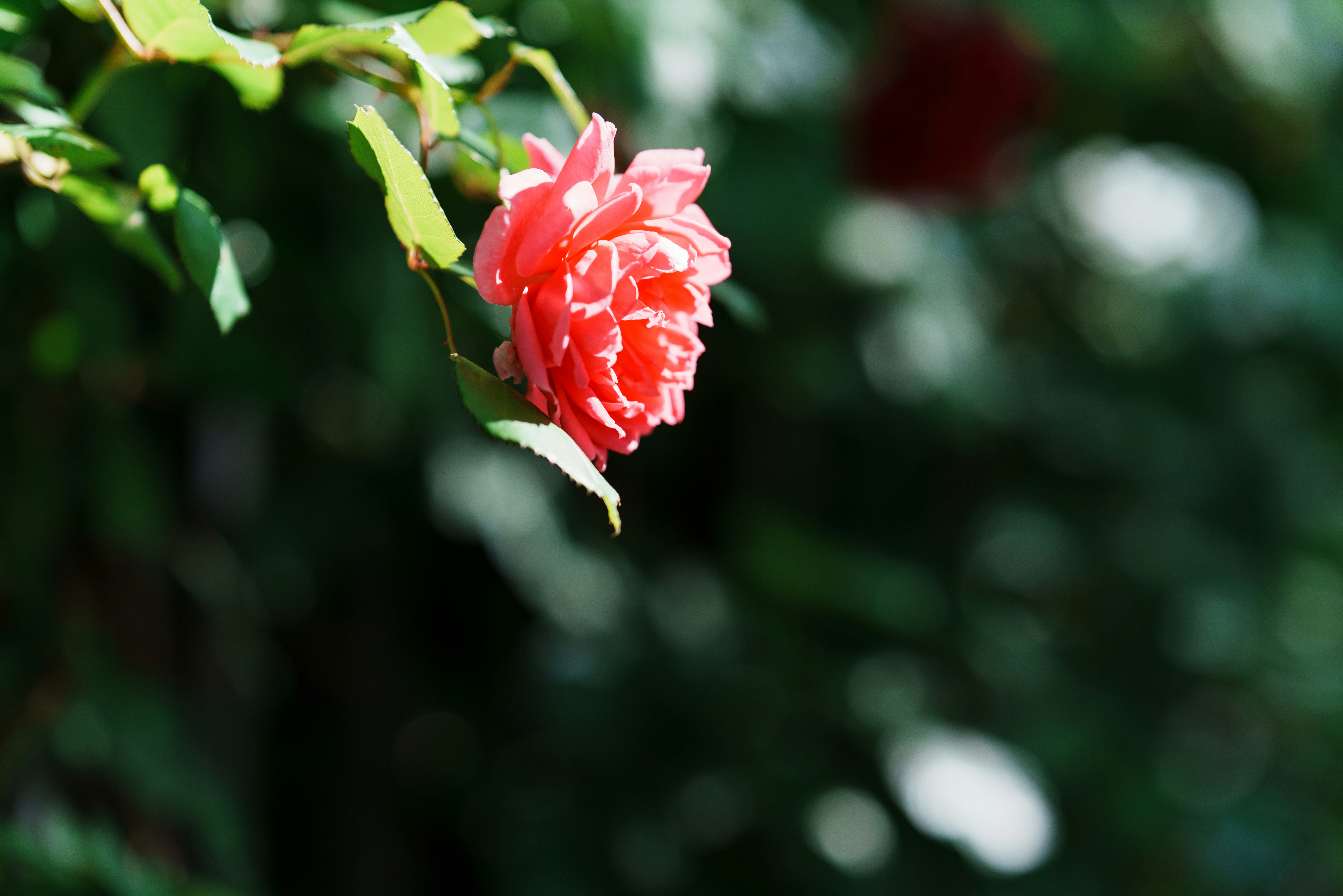 Petal Bloom in Soft Focus: A Coral Rose against Quiet Foliage