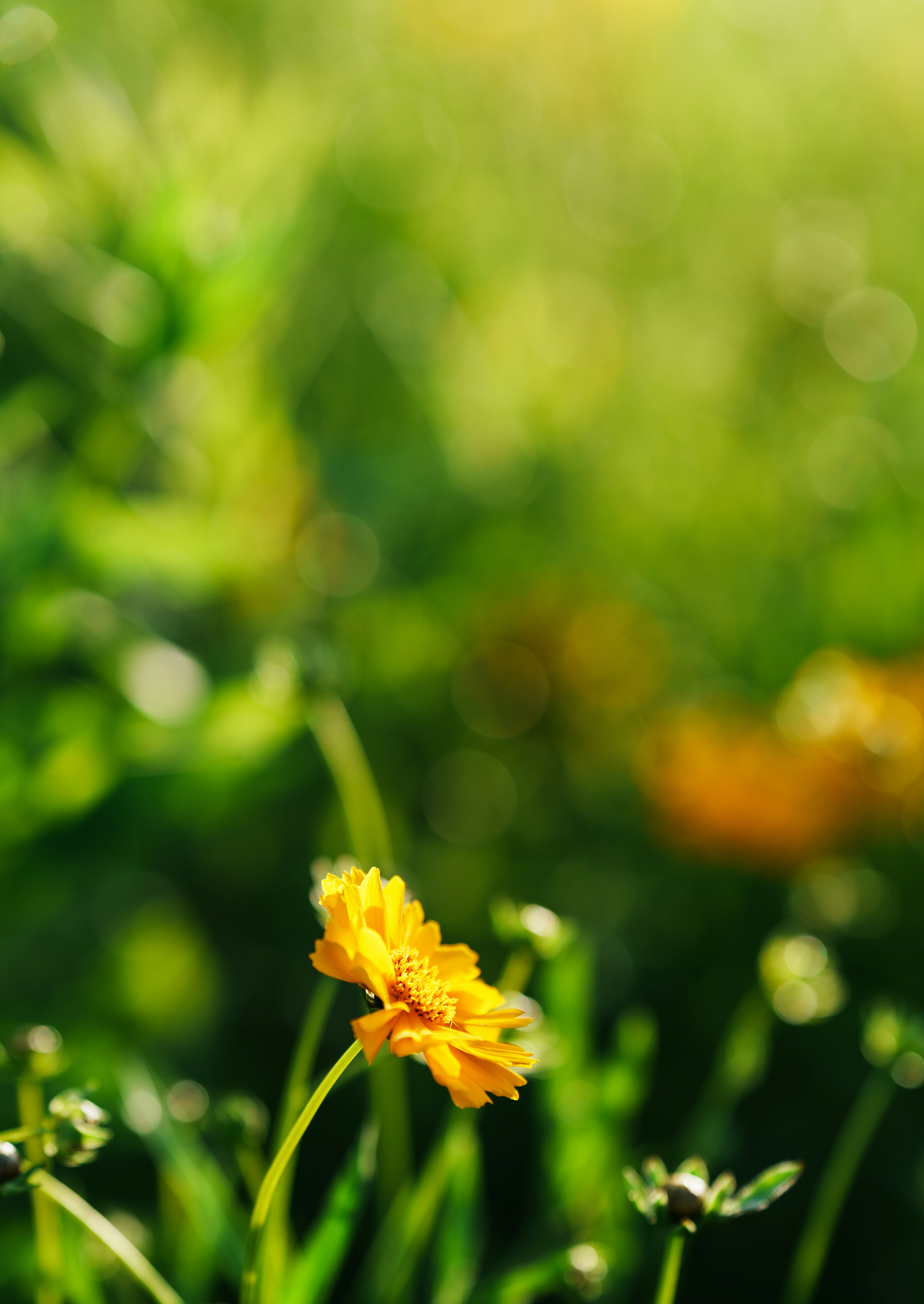 Golden bloom in a sunlit meadow, softly blurred bokeh backdrop