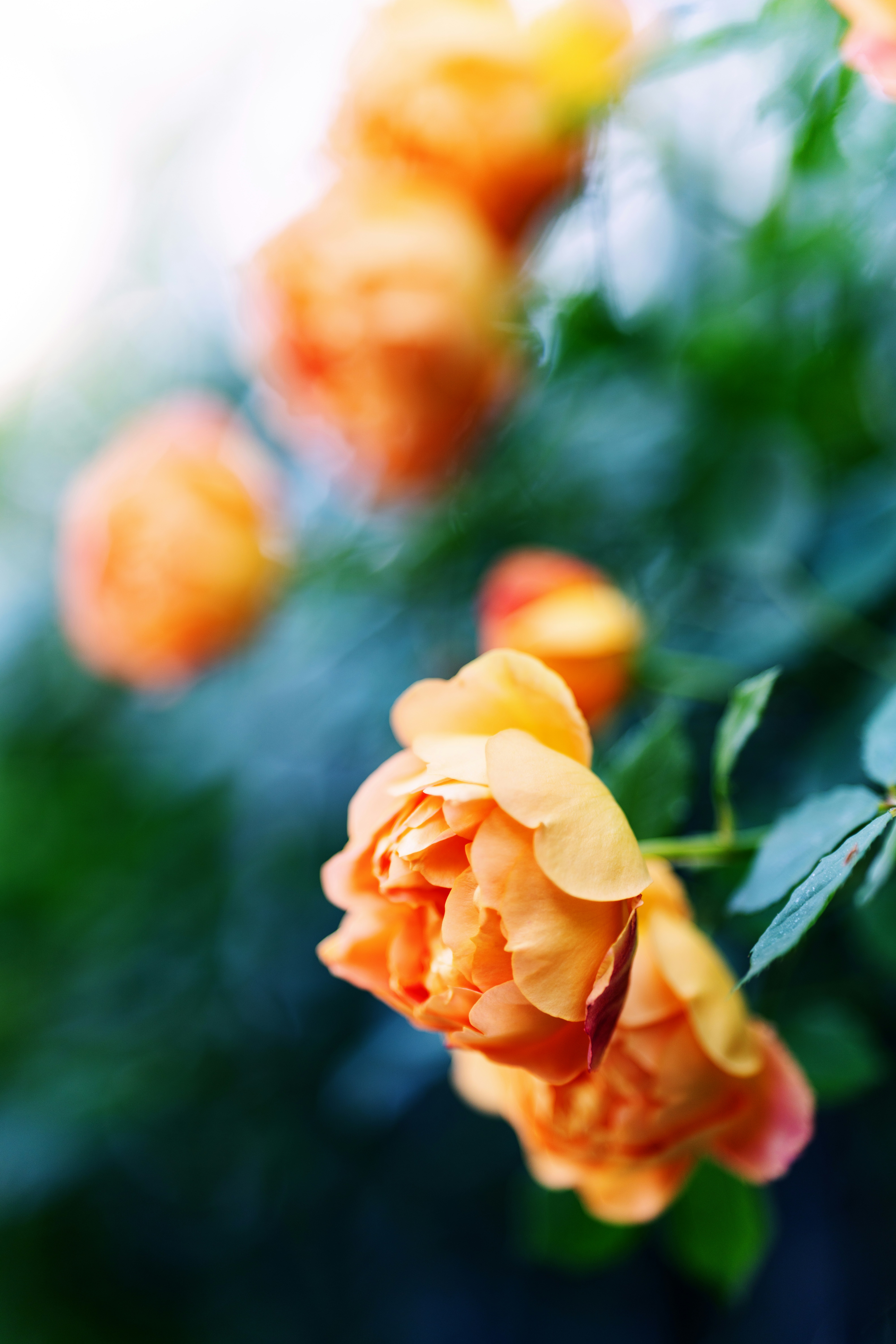 Orange Rose in Soft Focus Glow
