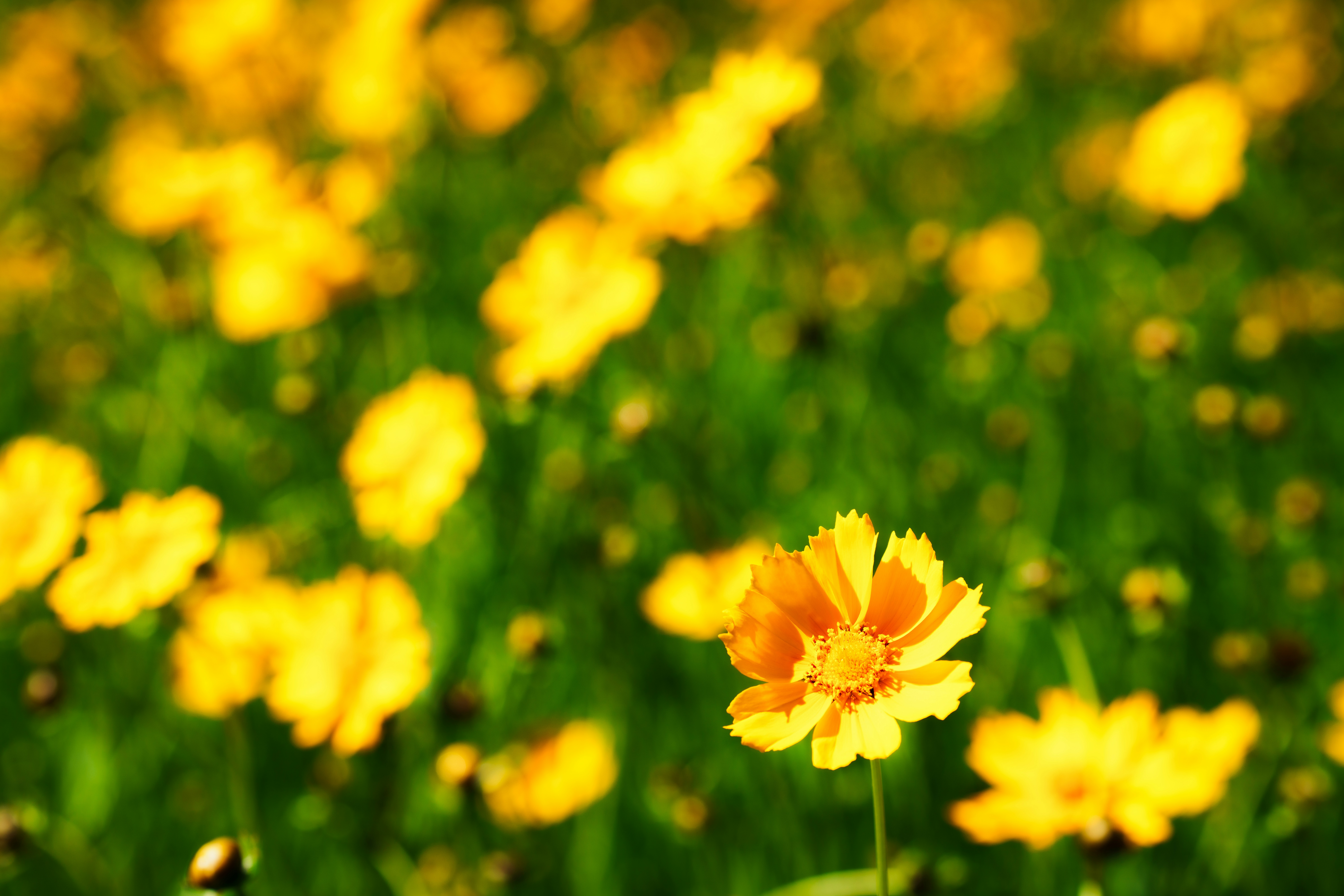 Golden Blossom in a Sea of Sunshine
