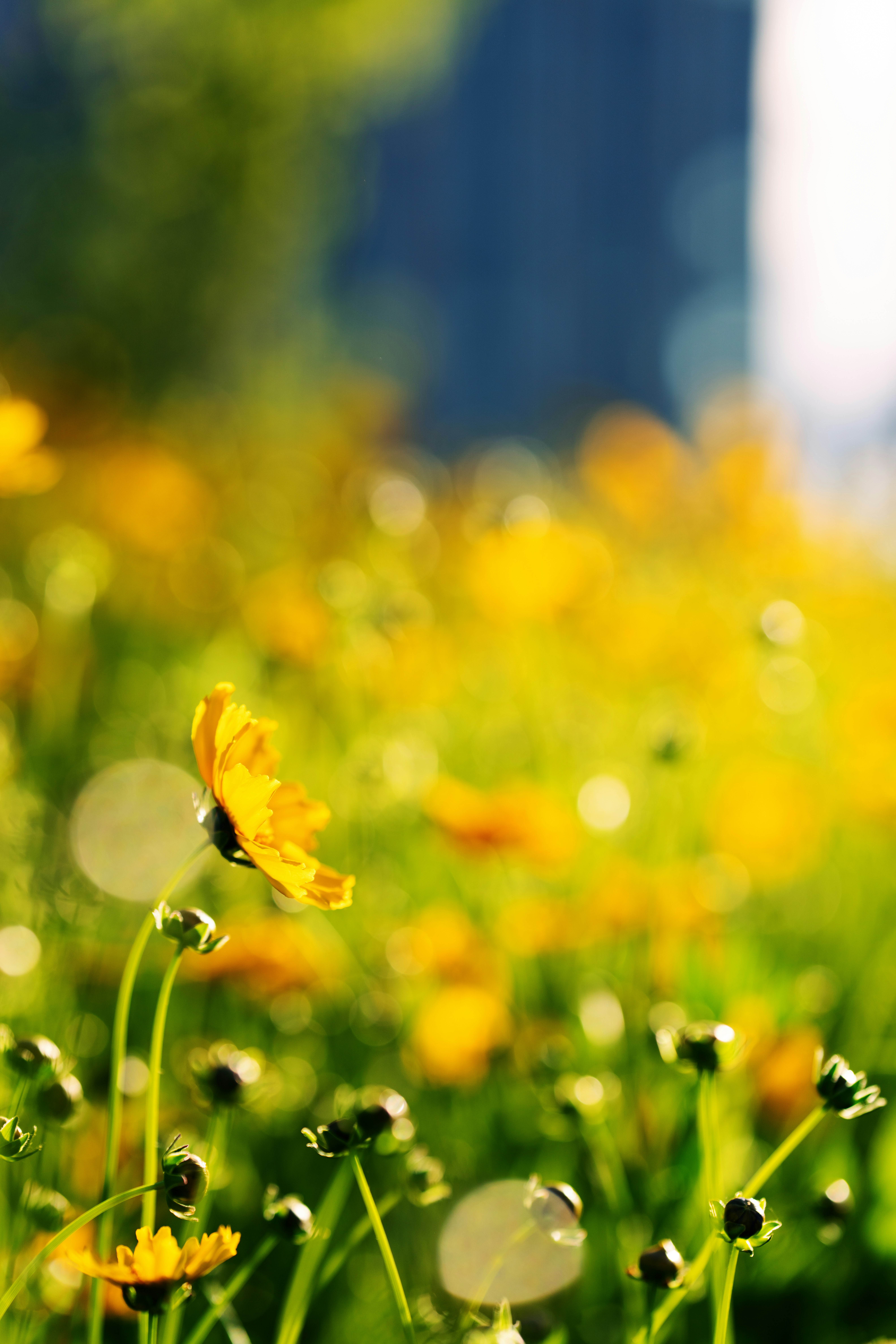 Sunlit Field of Golden Blooms