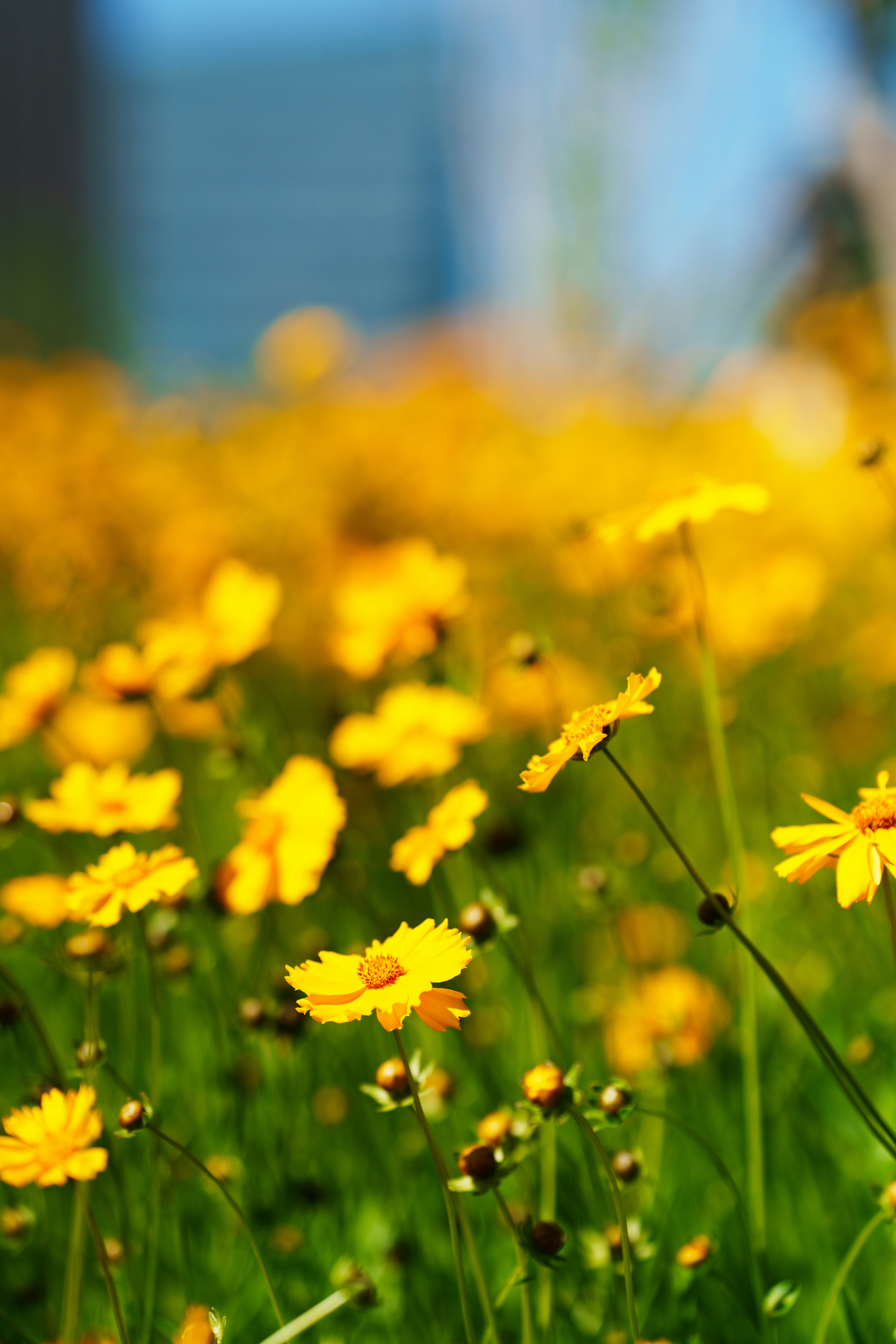 Golden Field in Focus: Framing the Bloom