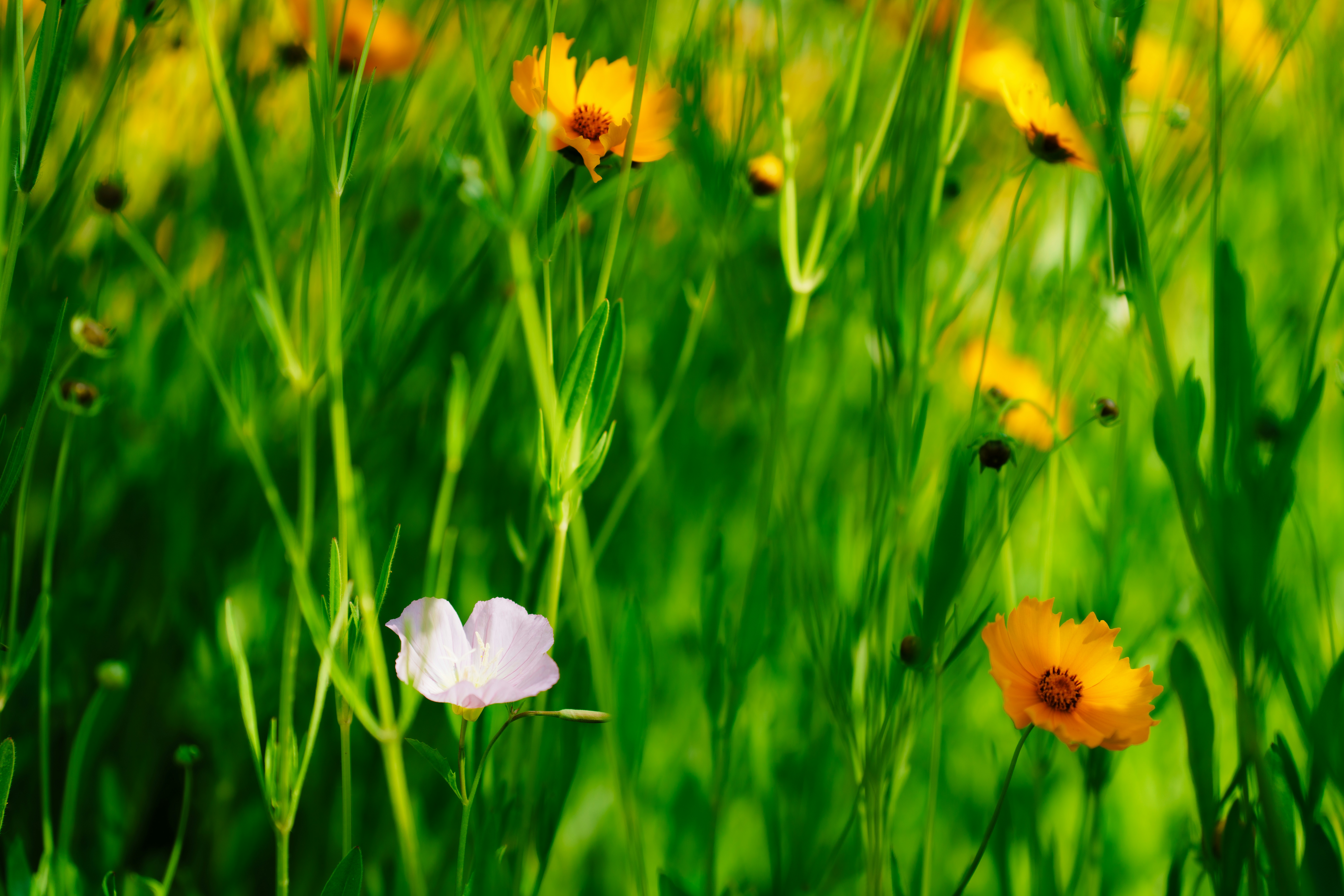 Soft Bokeh Meadow: A Pink Blossom Among Golden Wildflowers