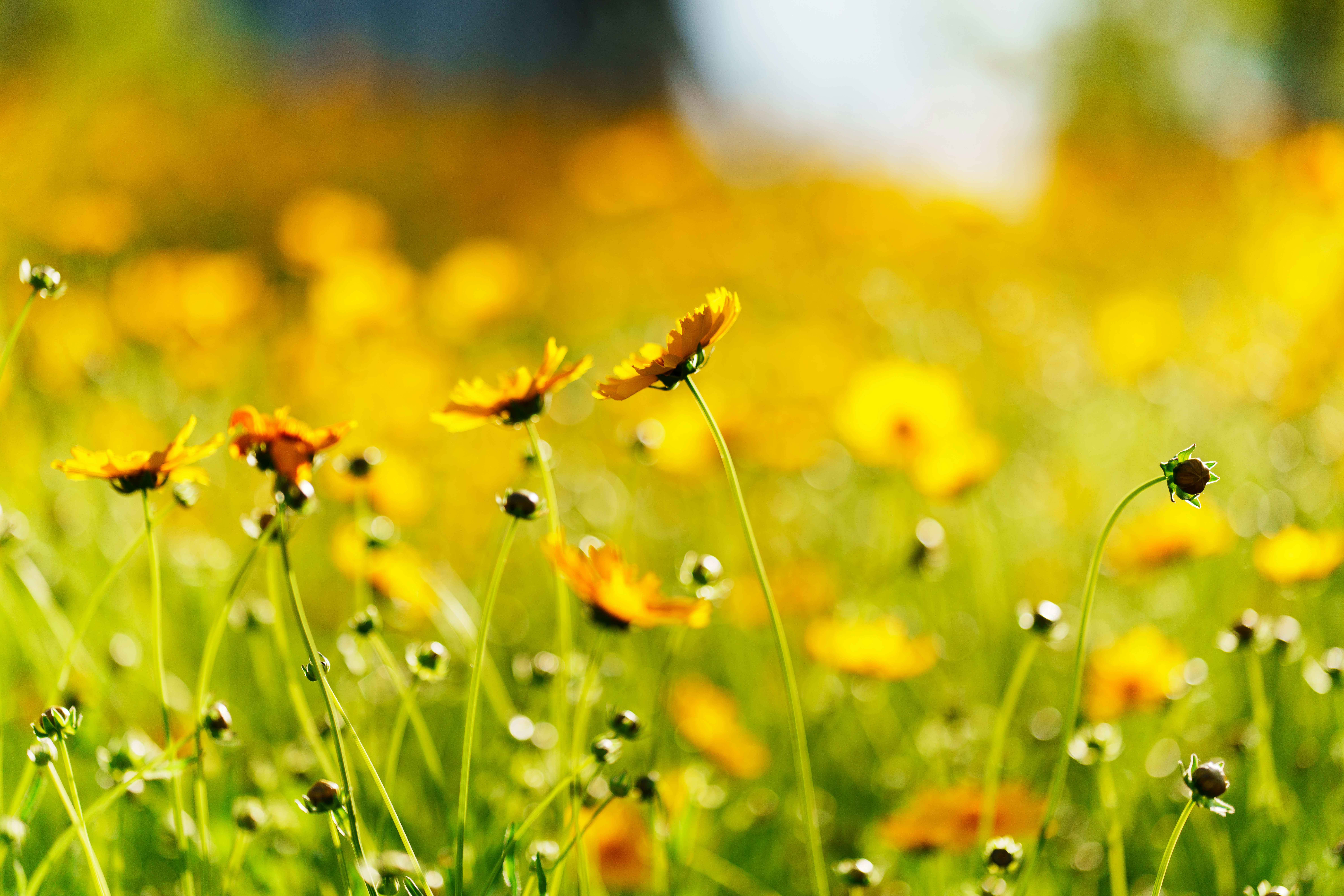 Sunlit Field of Golden Discs