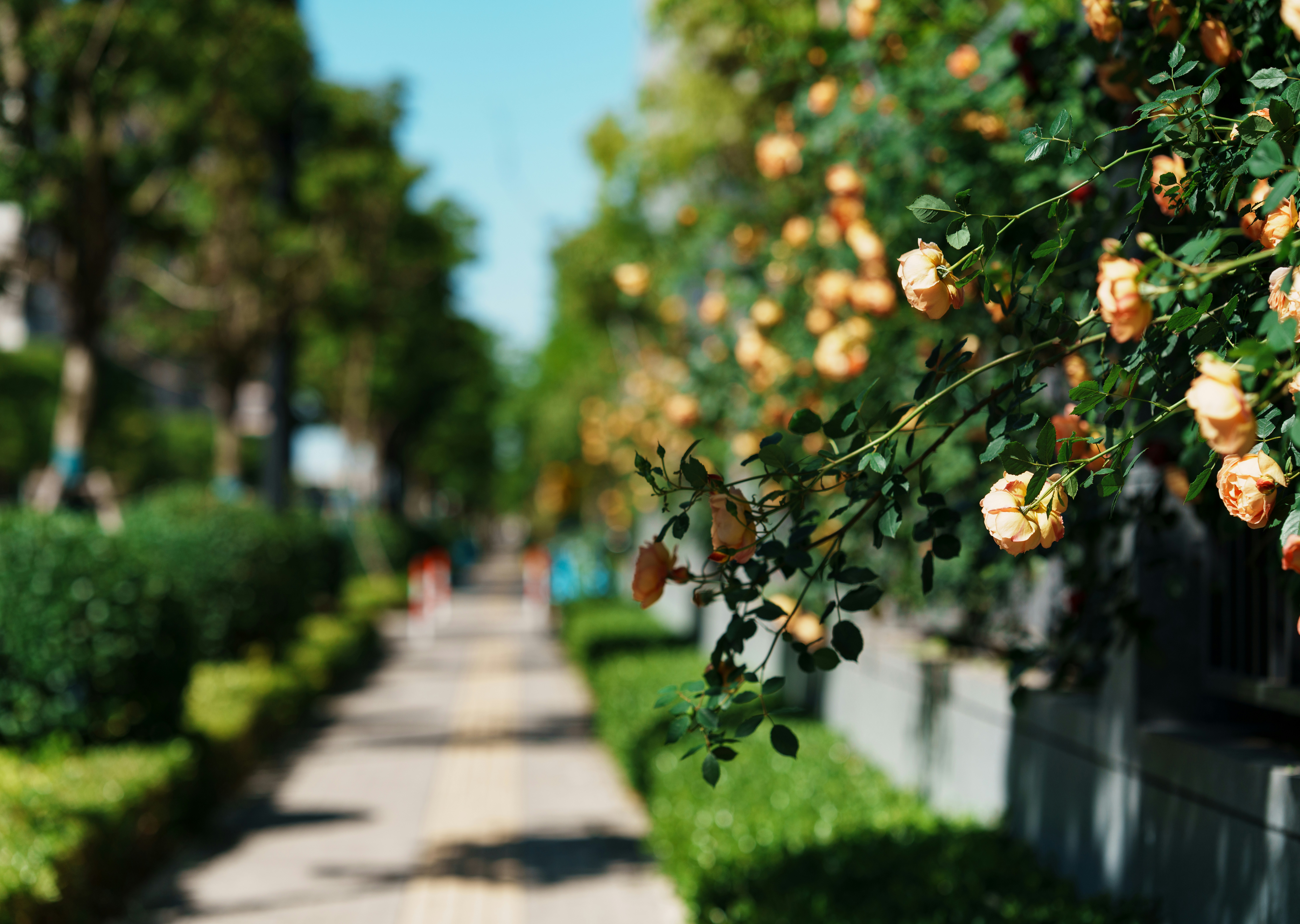 Rose Arbor Overhanging a Quiet City Path