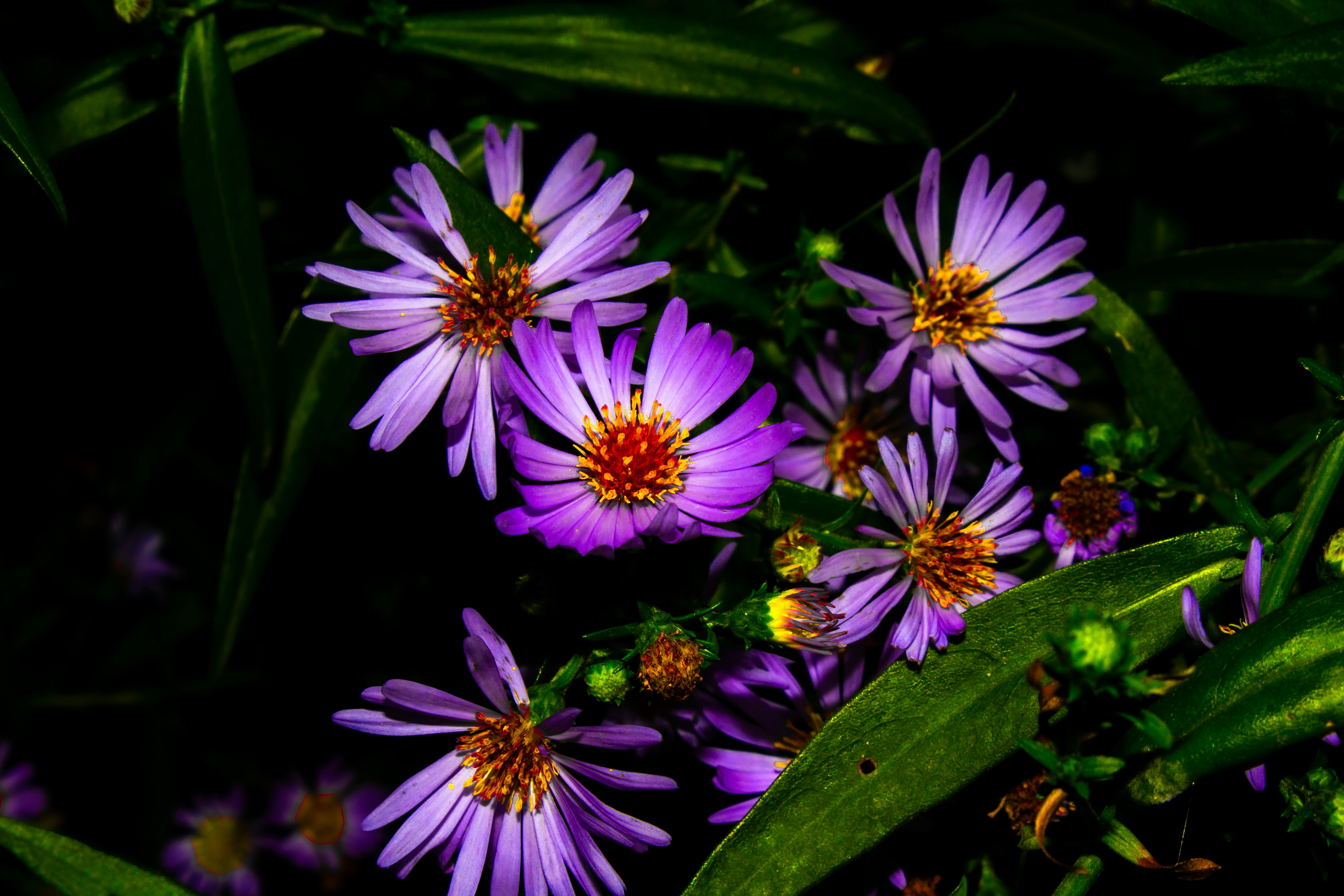 Midnight Bloom: Clusters of Violet Asters in Low Light