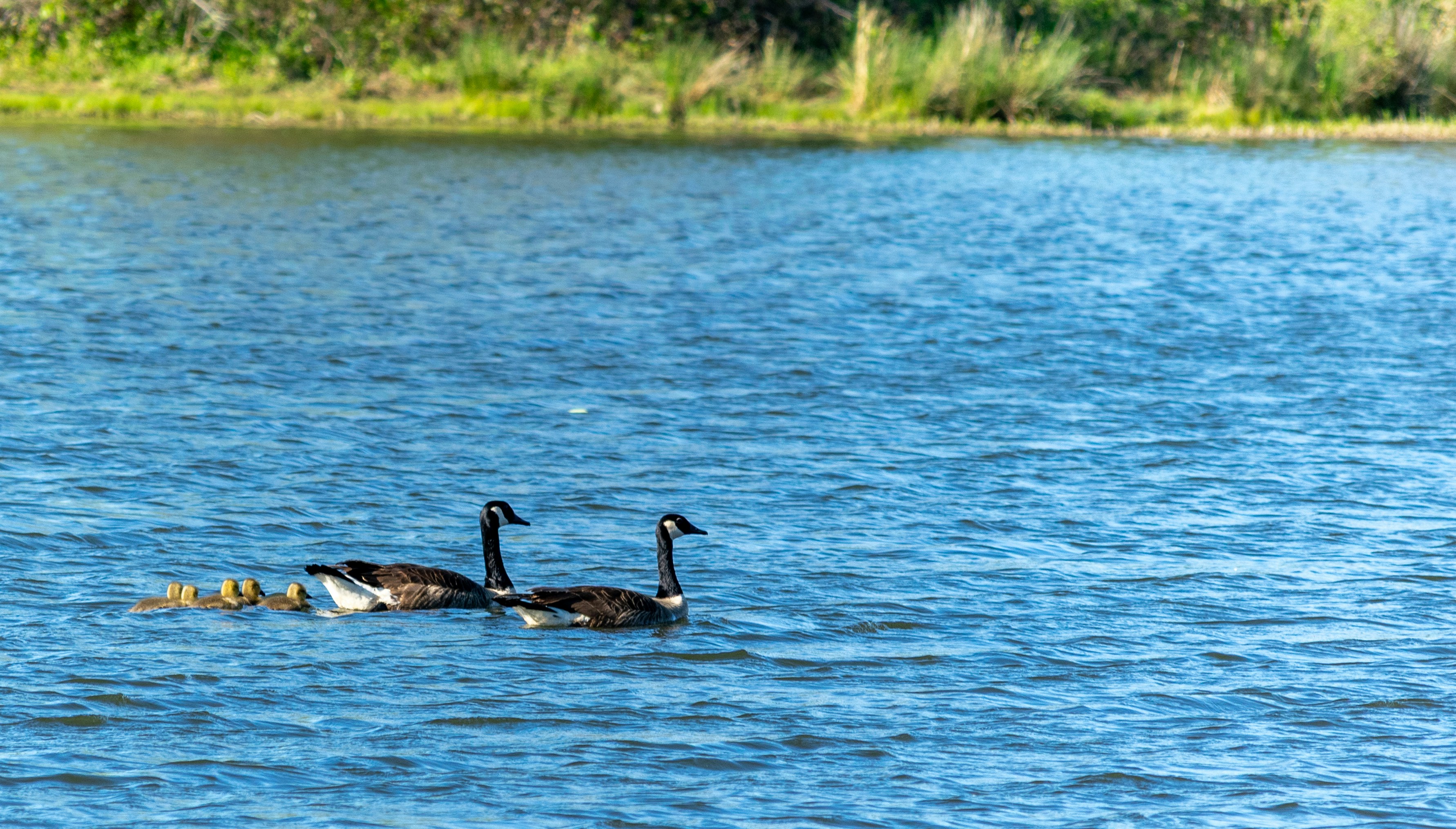 Headed in a Line: Geese and Goslings Glide Across a Quiet Lake