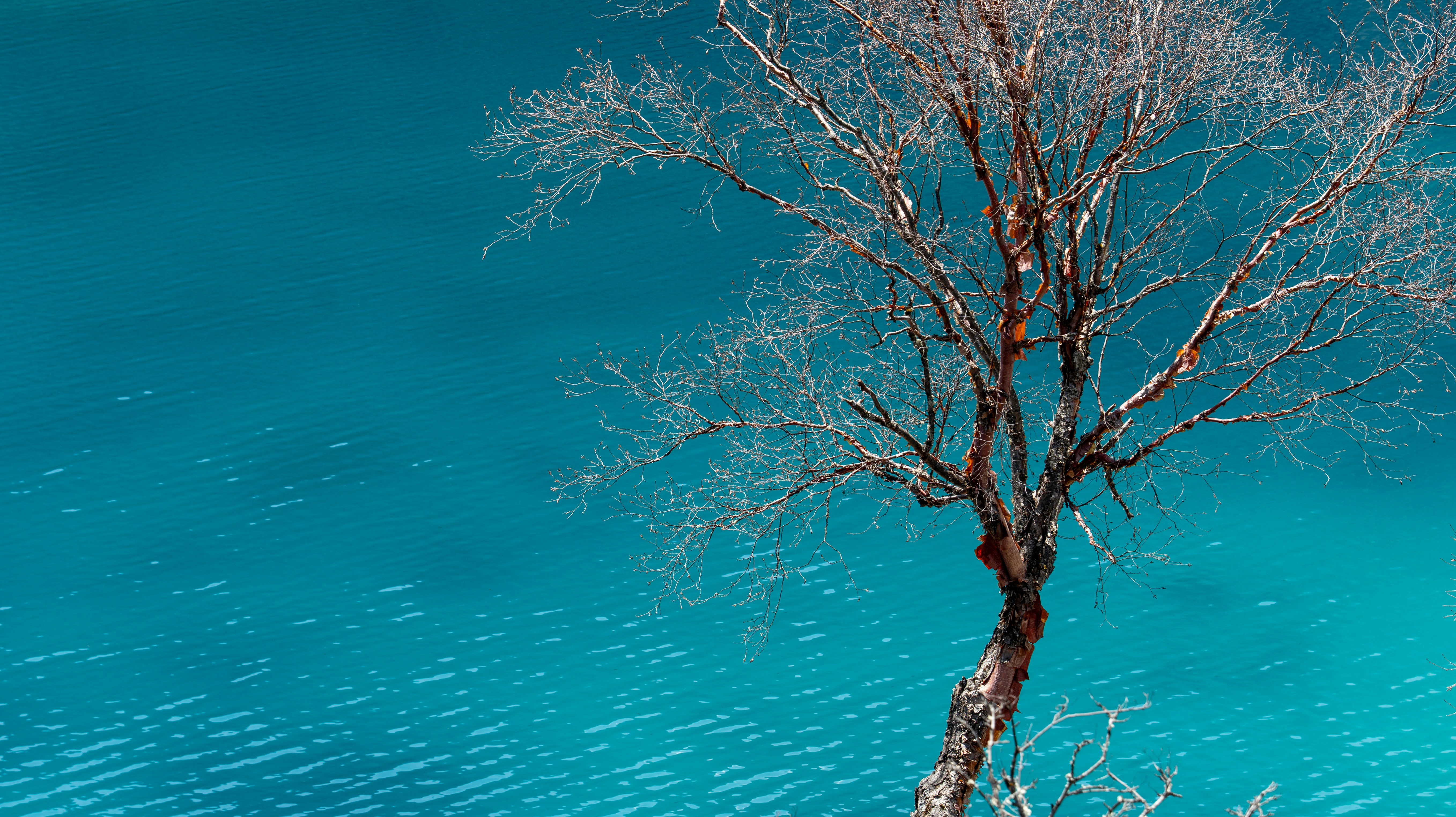 Desolate Tree Reaching Over Turquoise Waters
