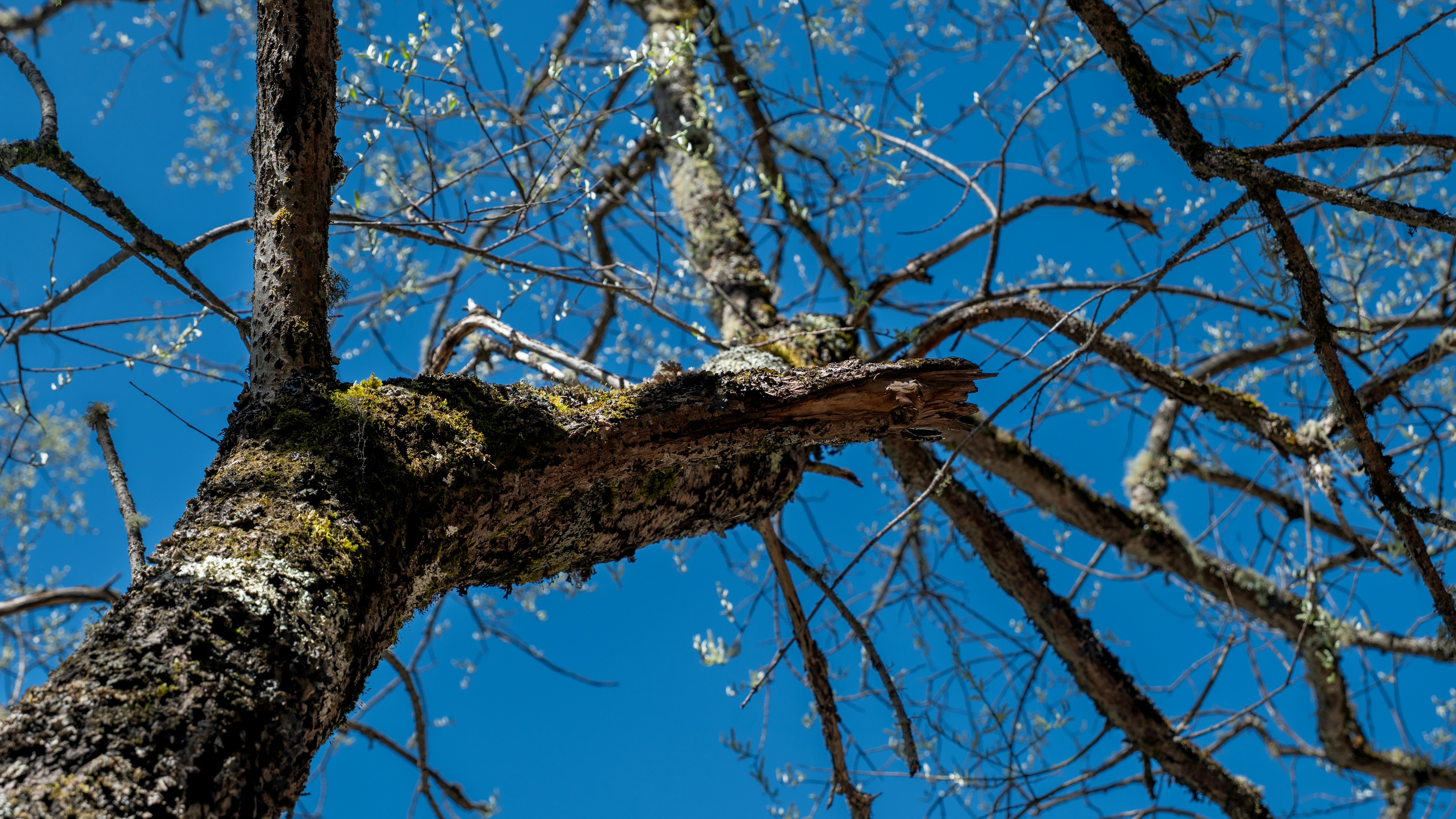 Branch Crown against a Clear Blue Sky
