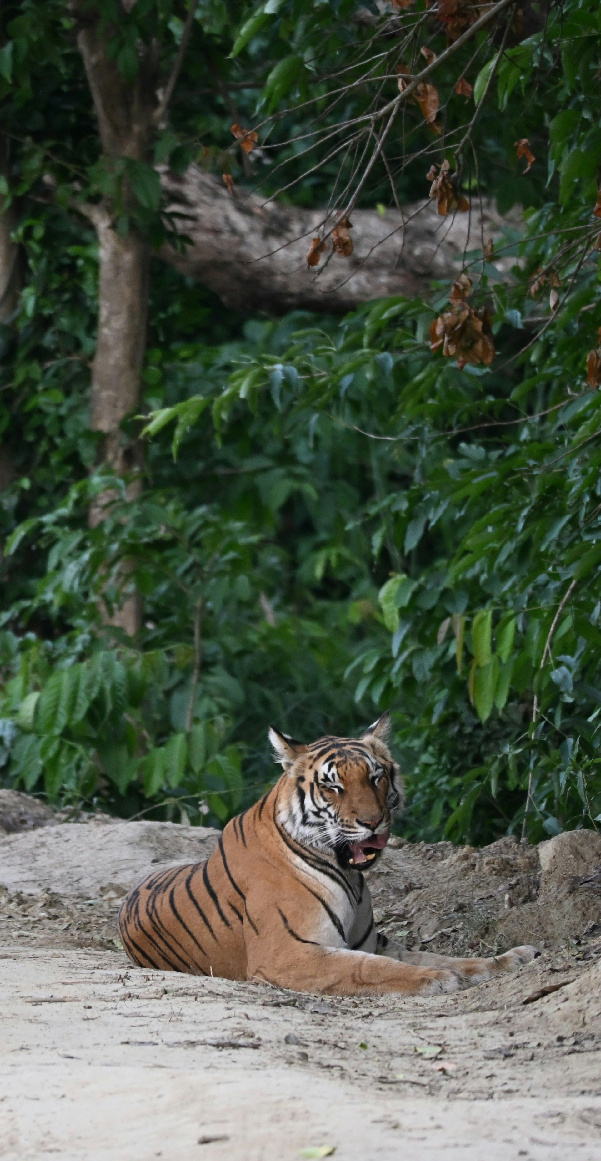 A tiger resting on sandy ground in a green forest.