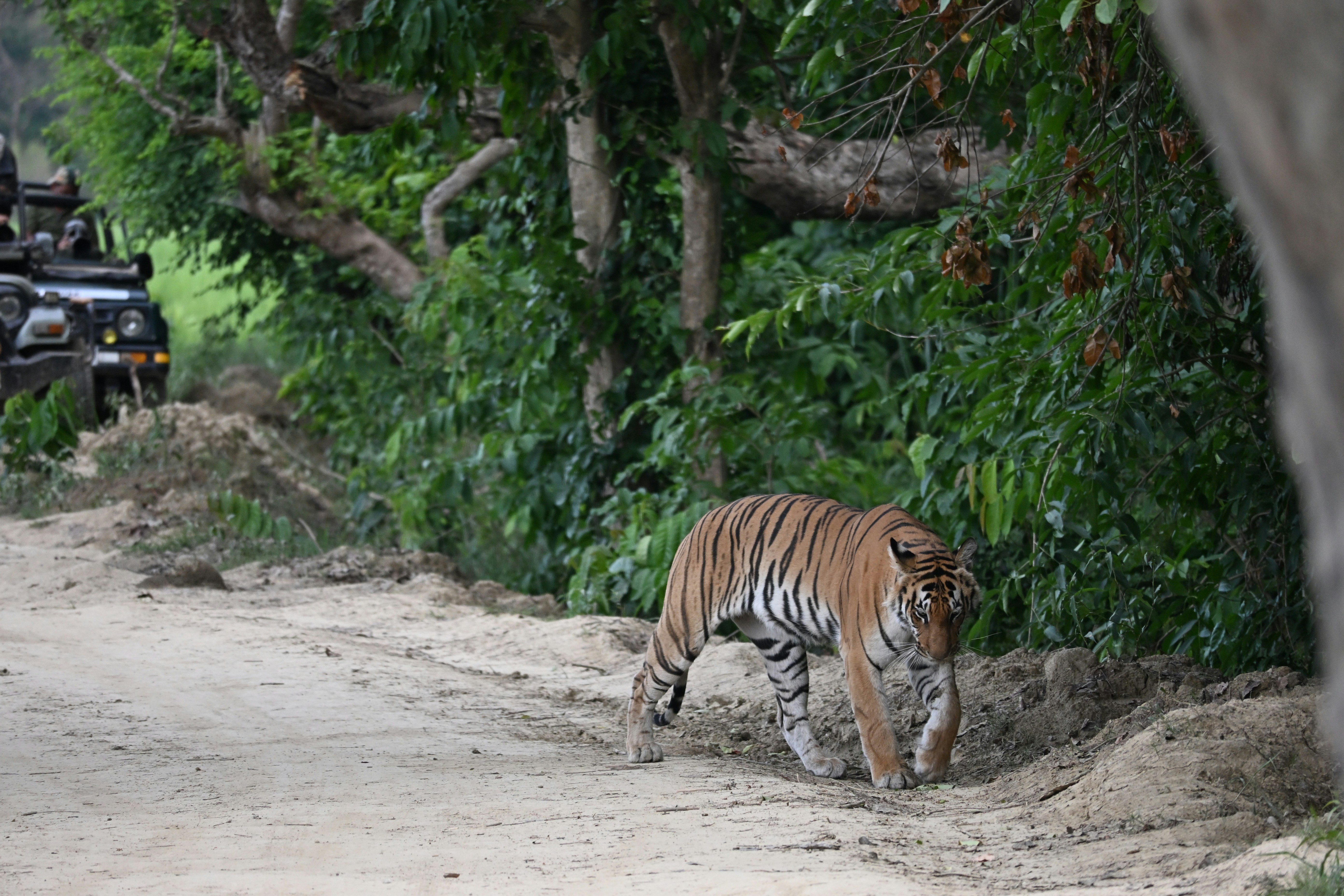 Tiger on a Sandy Road: A Quiet Stalker Emerges from the Jungle