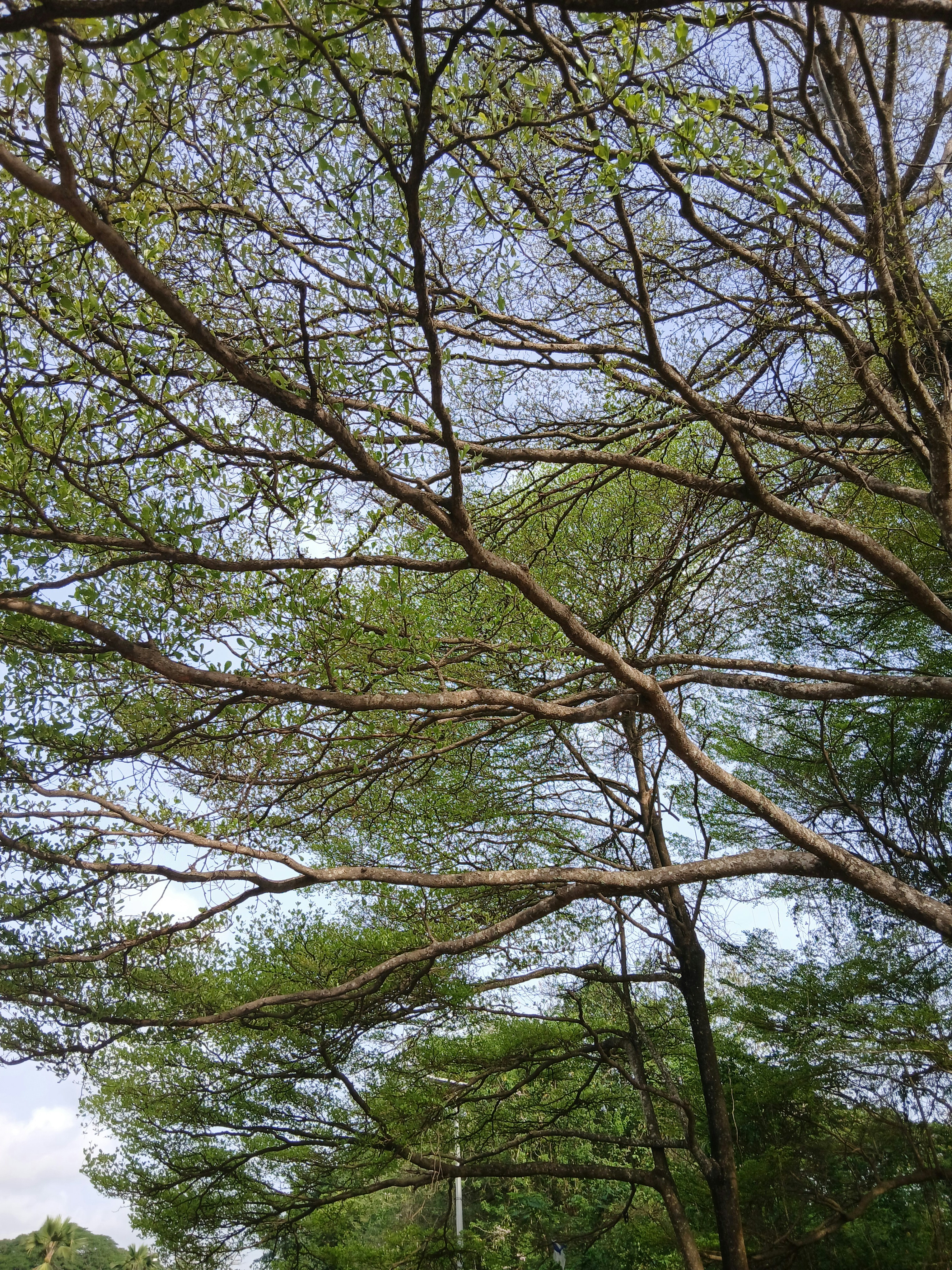 Branching Sky: A Confident Canopy Network Against a Patchwork Sky