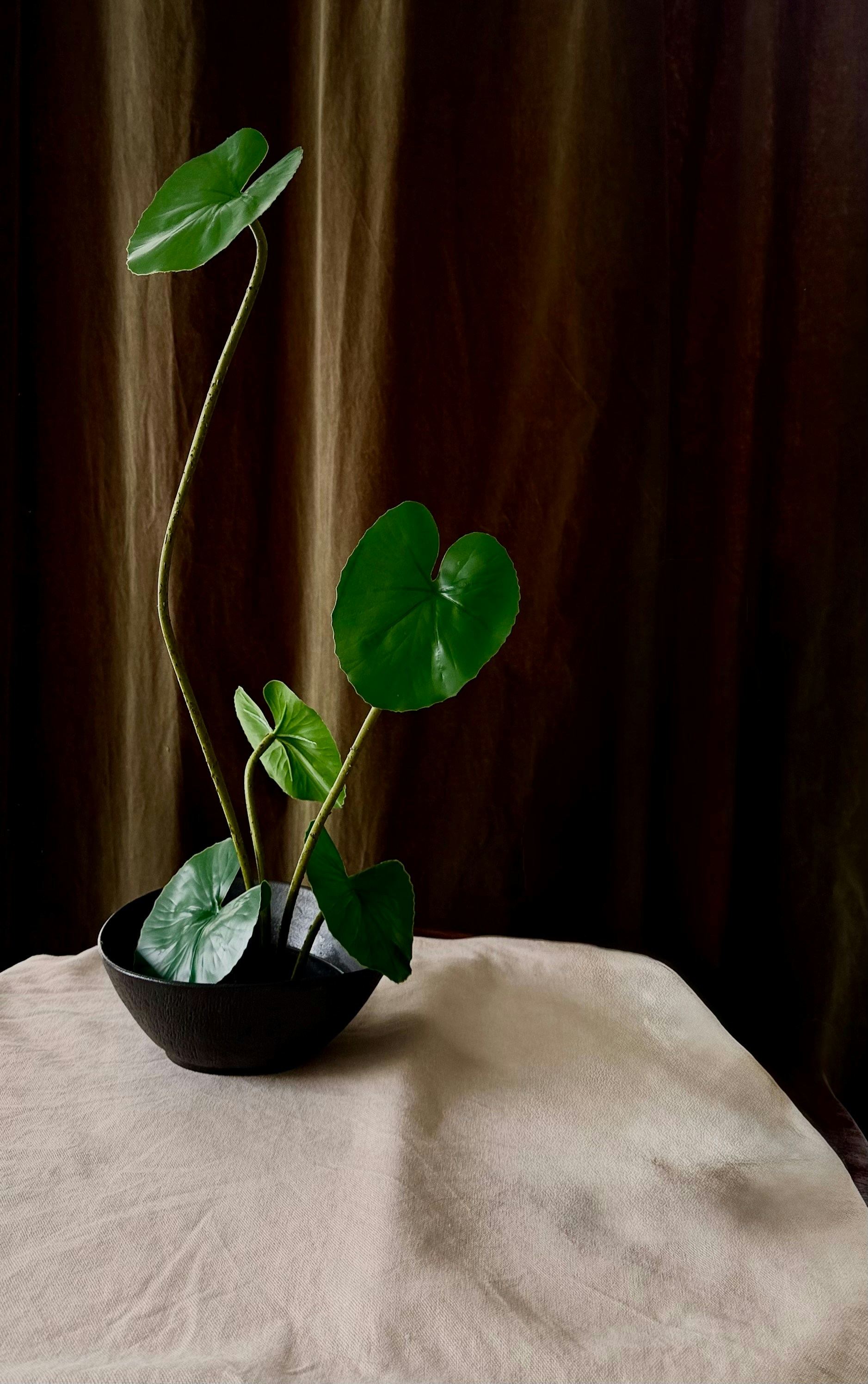 Verdant Underground Grace: A Potted Heartleaf Climber on a Quiet Table
